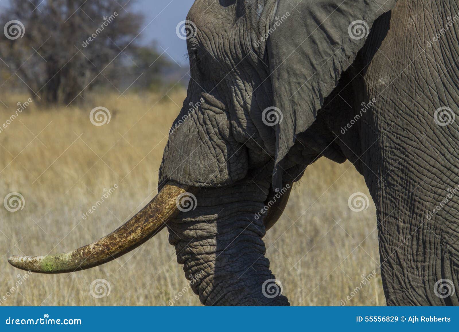 African Elephant Perspective Stock Image - Image of tusk, elephant ...
