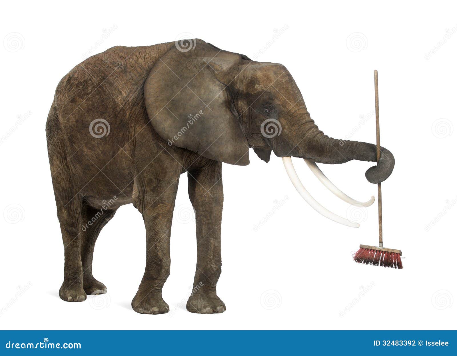 African Elephant Playing with a Broom Stock Photo - Image of isolated ...