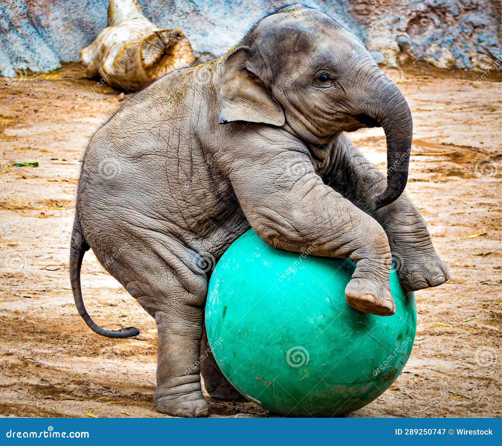 African Elephant Playing with a Green Ball Stock Image - Image of ...