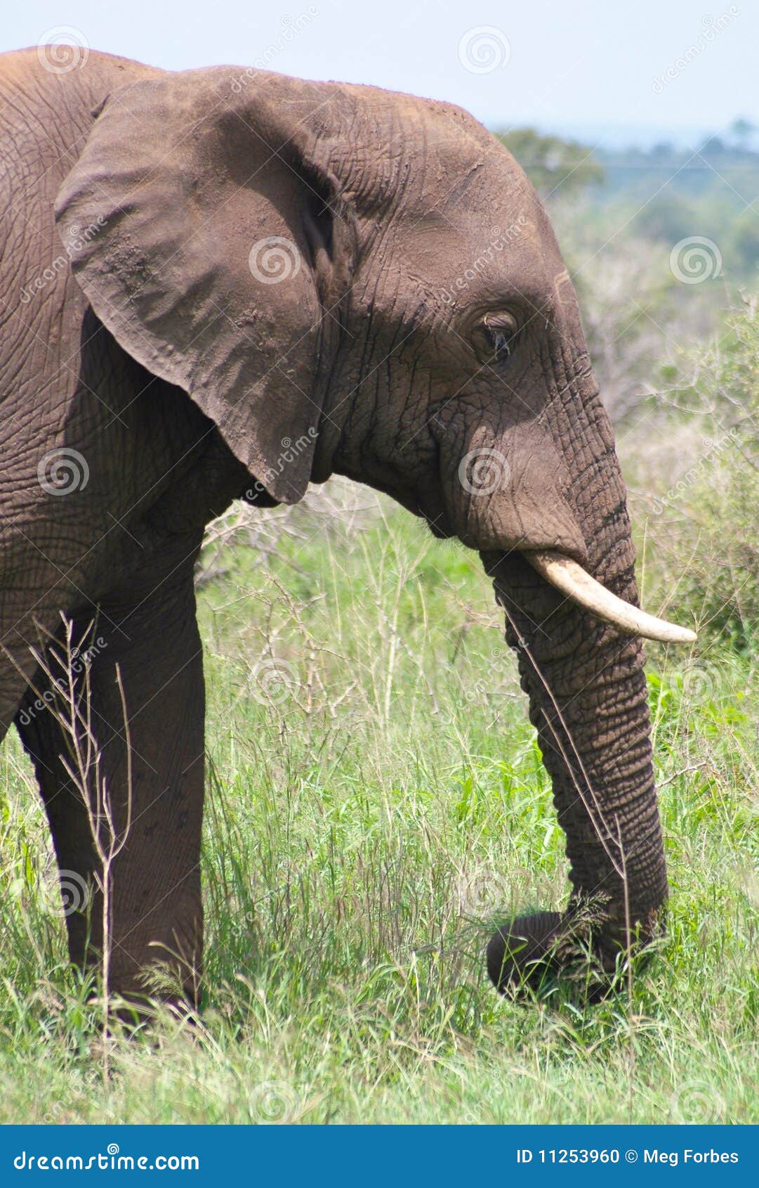 African elephant portrait stock photo. Image of grazing - 11253960