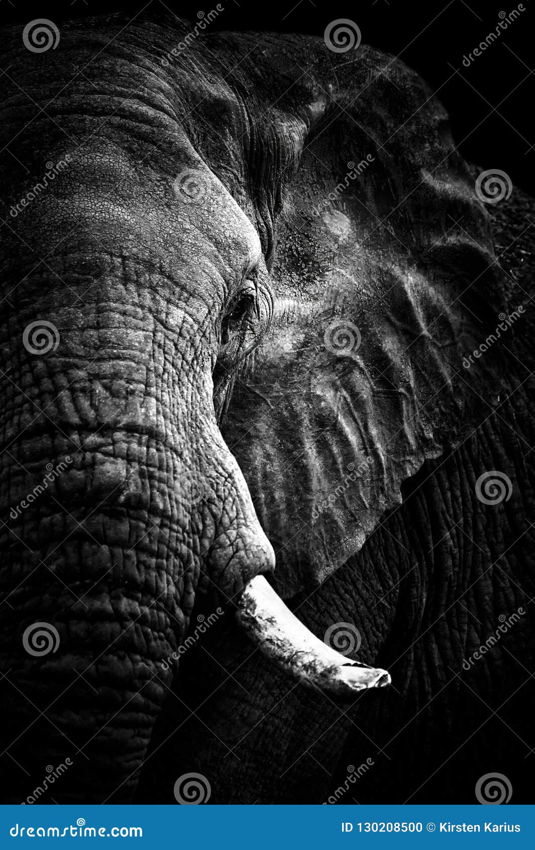 African Elephant Portrait Monochrome Stock Photo - Image of black ...