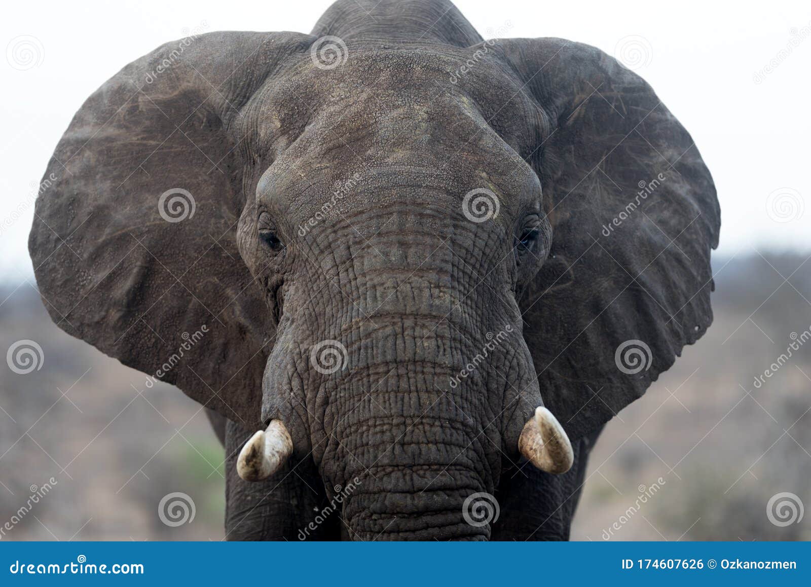 African elephant portrait stock photo. Image of view - 174607626
