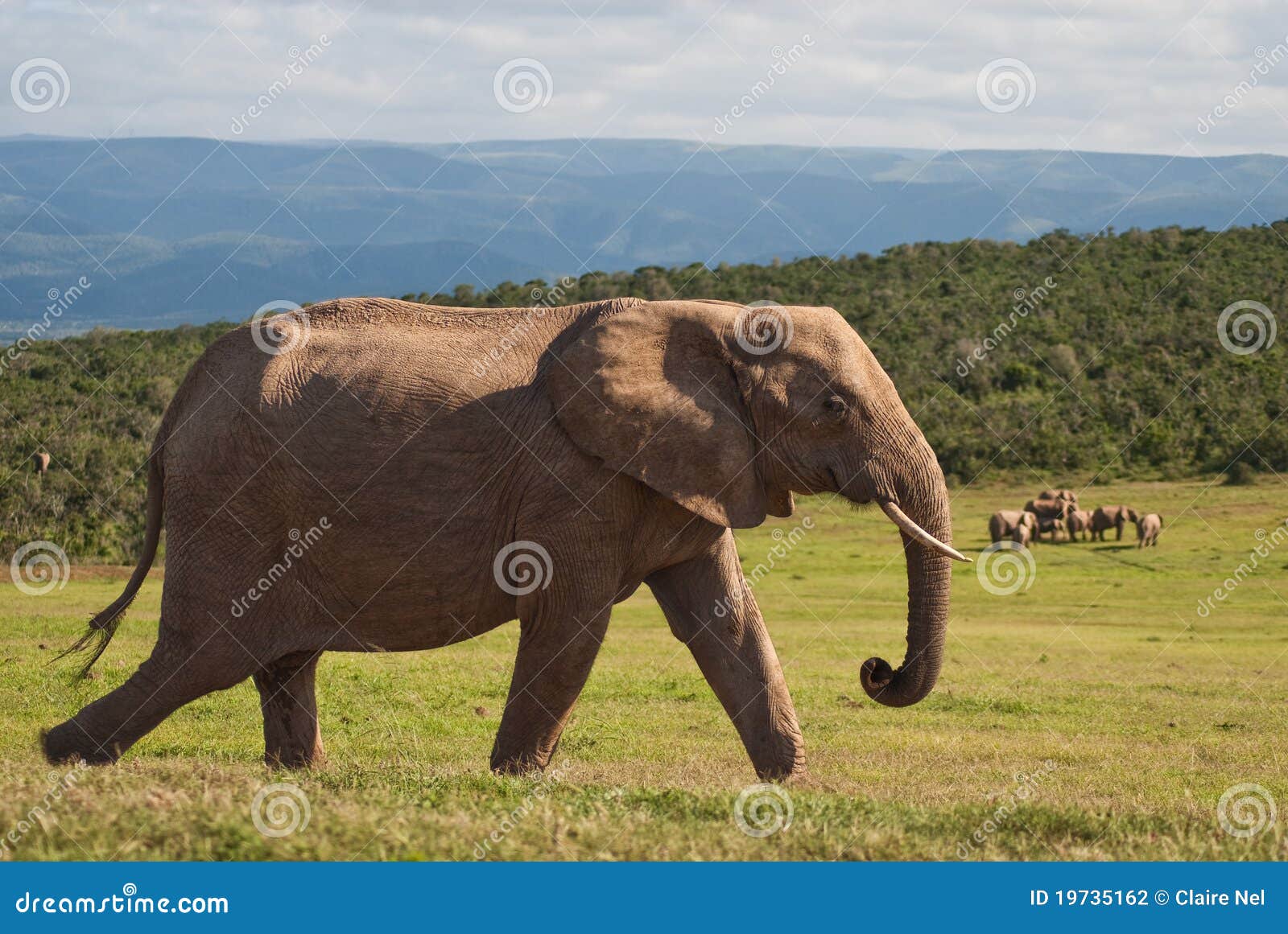 African Elephant profile stock photo. Image of bull, behavior - 19735162