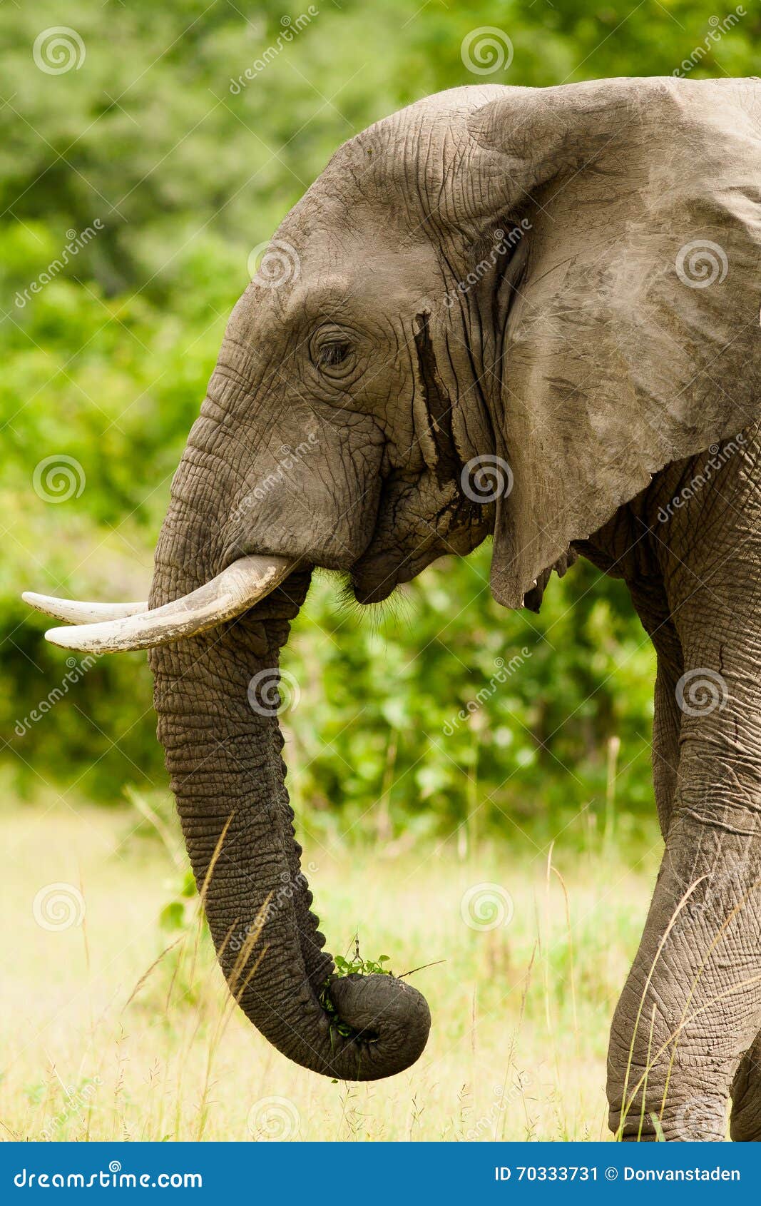 African Elephant stock image. Image of landscape, savanna - 70333731