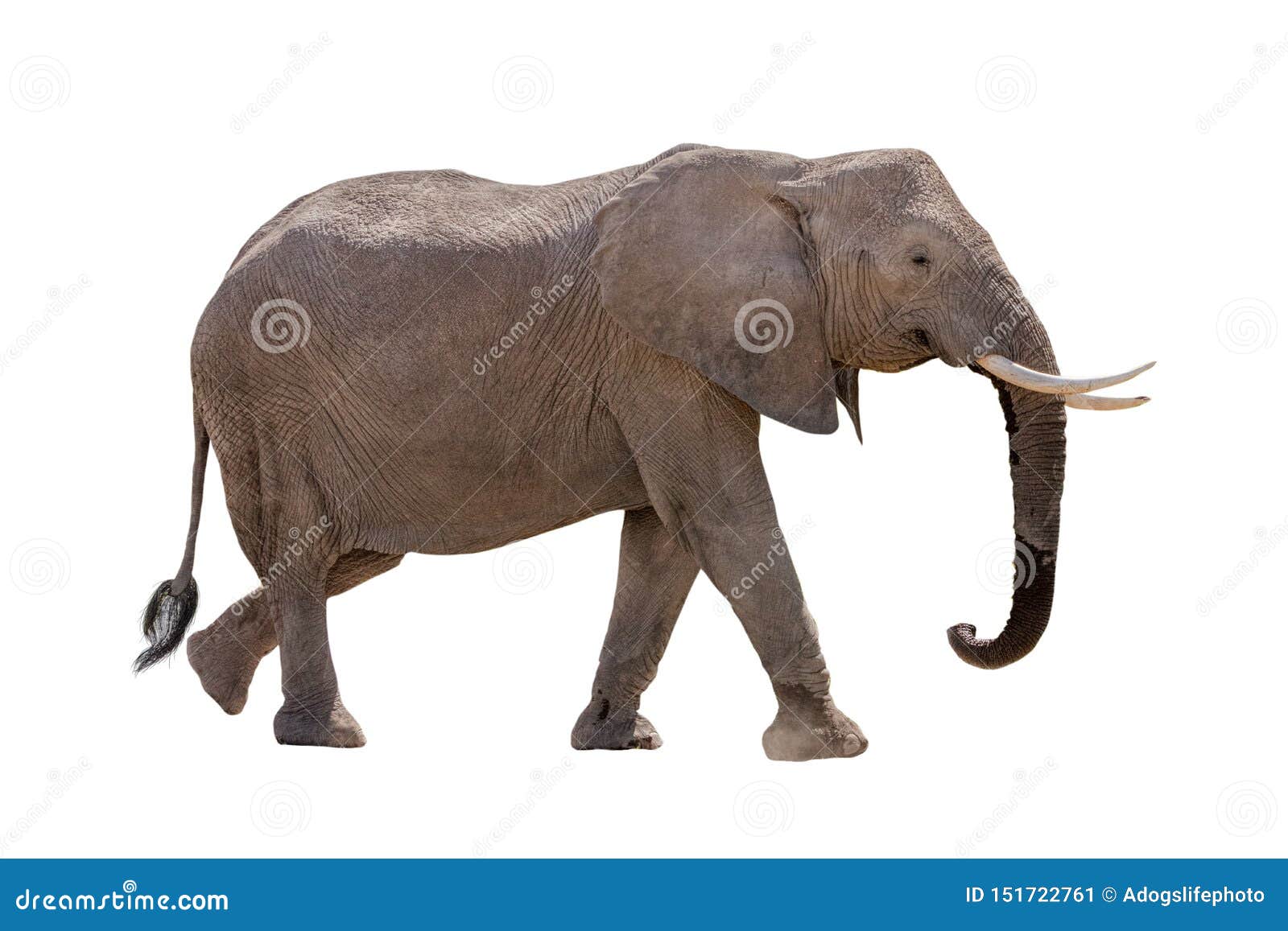 African Elephant Profile Walking Isolated Stock Image - Image of nature ...