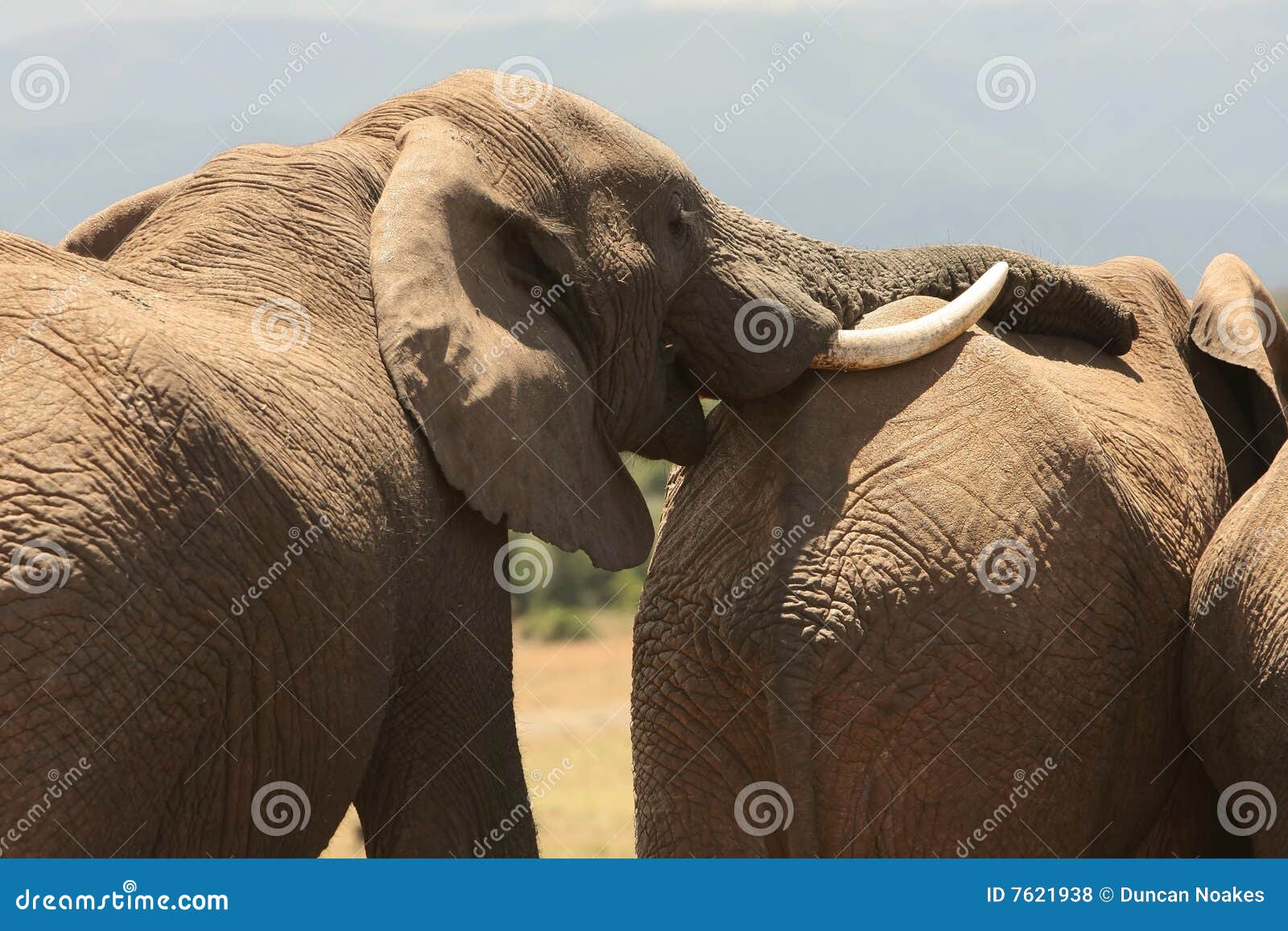 African Elephant Rest stock photo. Image of large, addo - 7621938