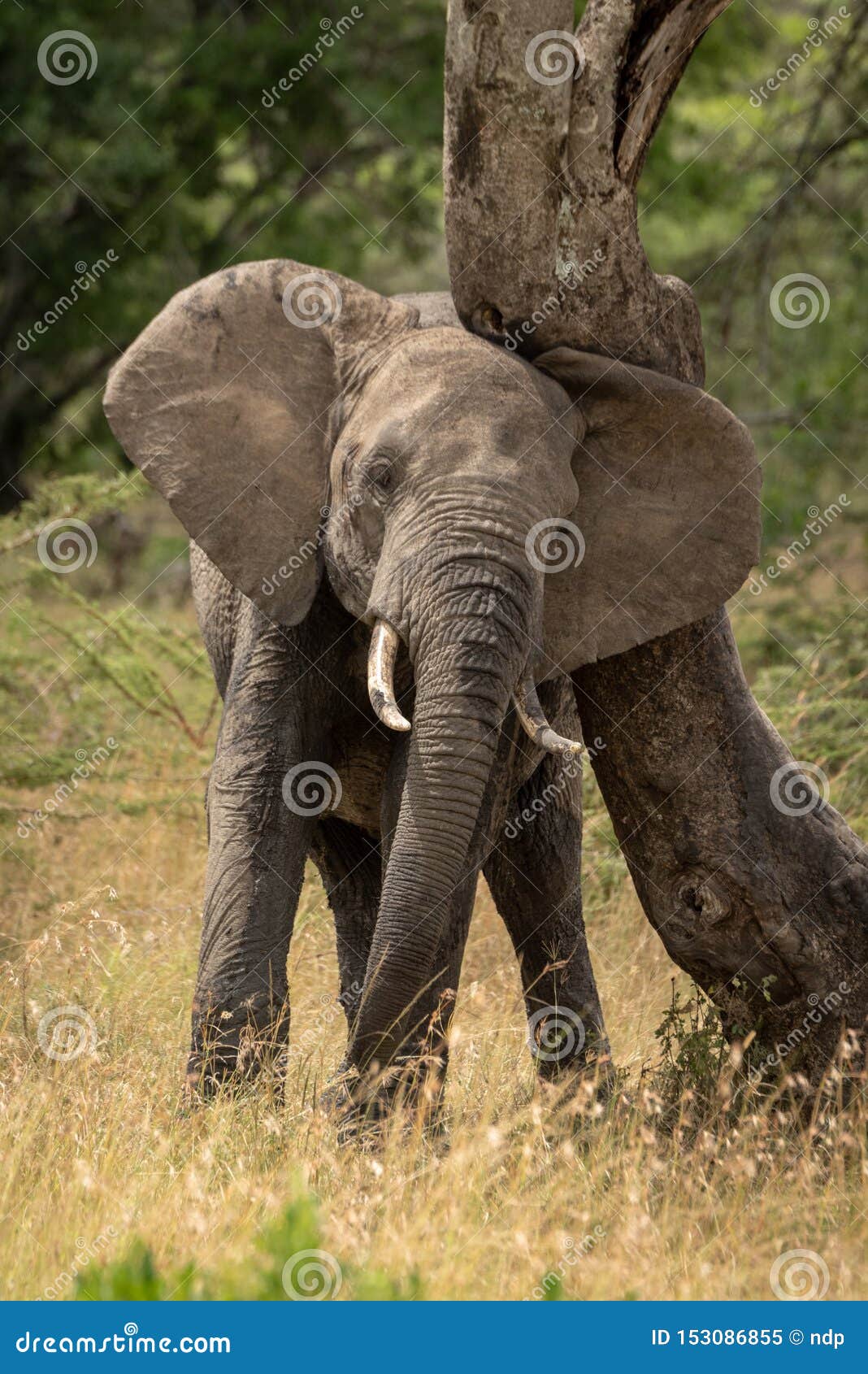 African Elephant Rubbing Its Head Against Tree Stock Image - Image of ...