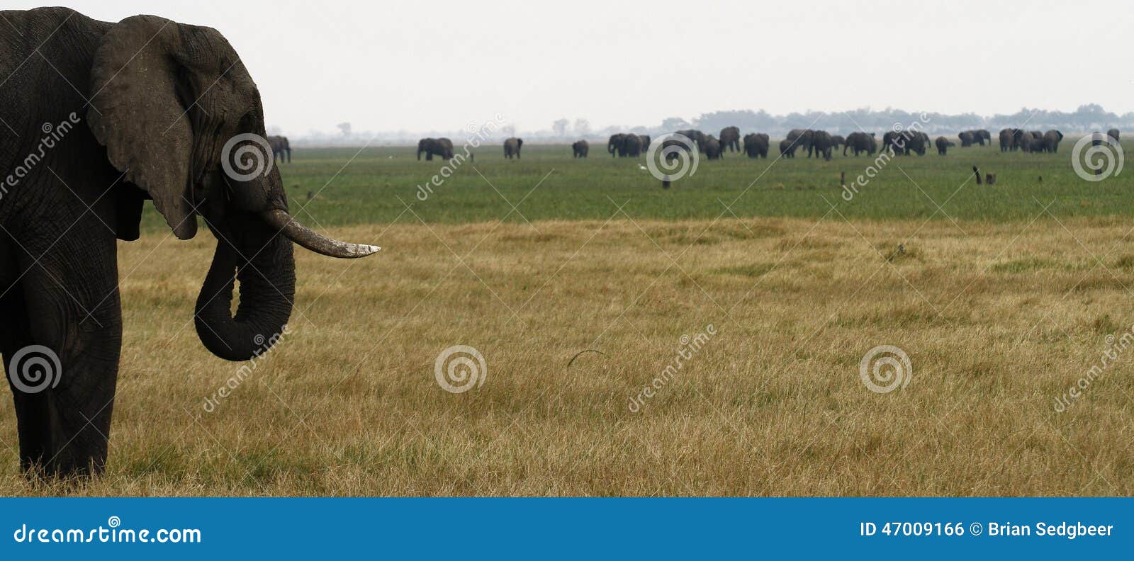 African Elephant Safari Scene Stock Photo - Image of away, brian: 47009166