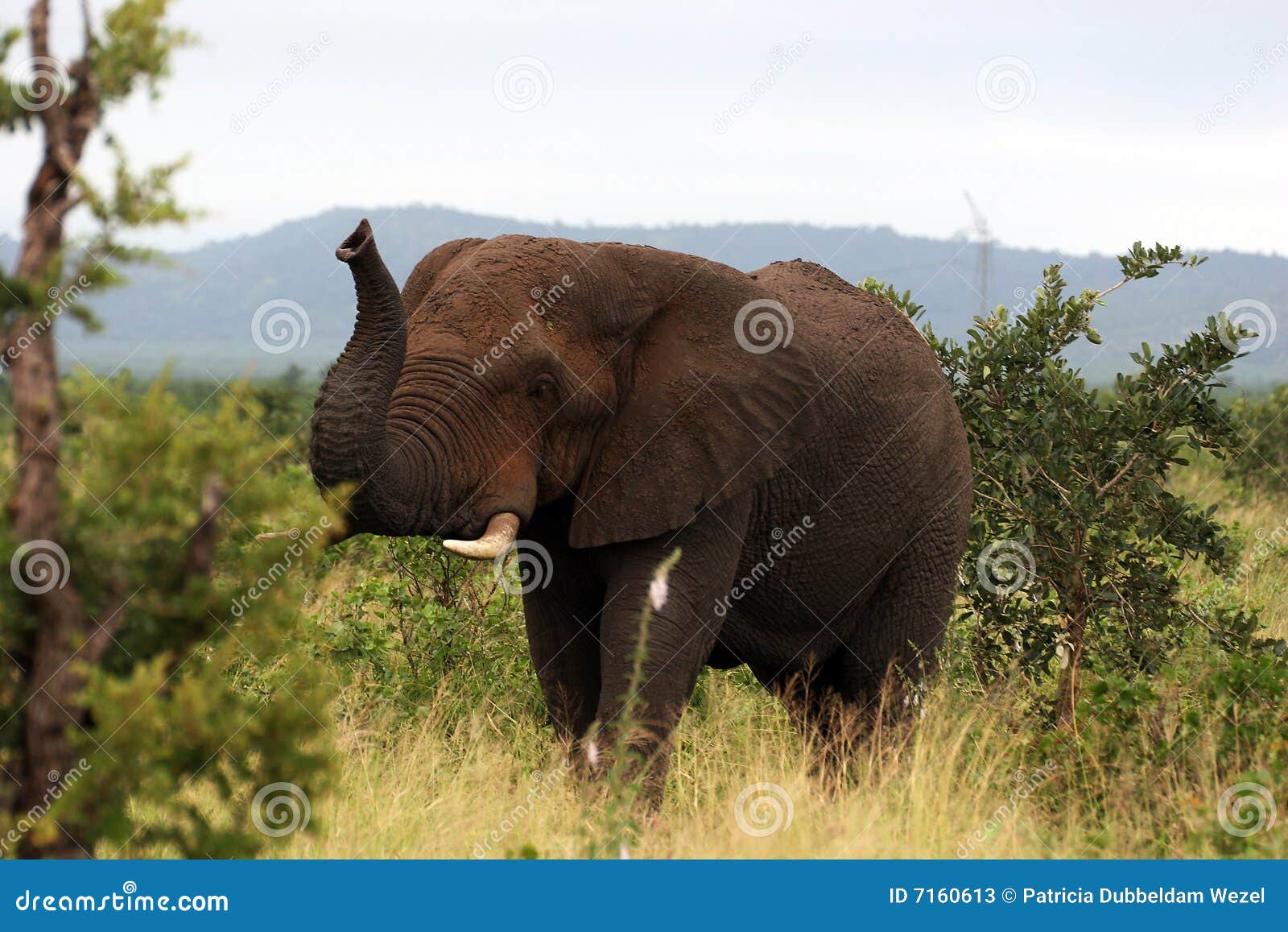 An African Elephant Saying Hello Stock Image - Image of herds, harmony ...