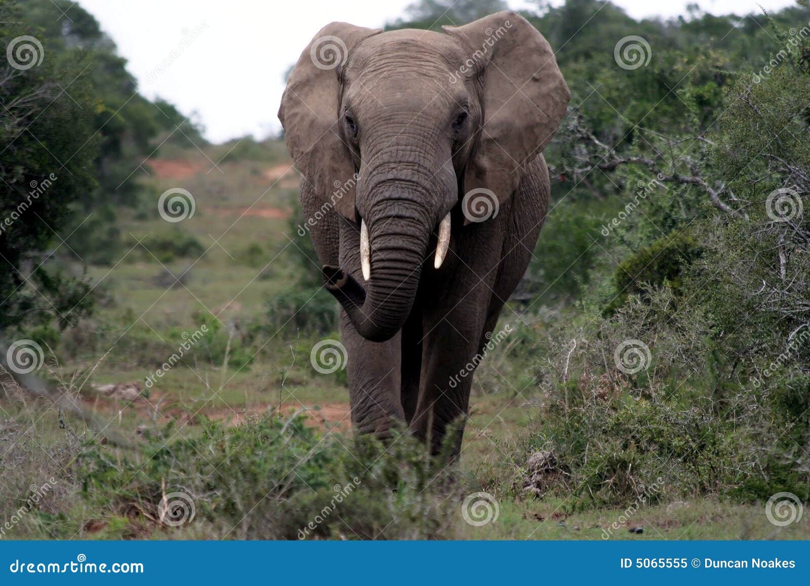 African Elephant Scenting Air Stock Image - Image of gray, mammal: 5065555