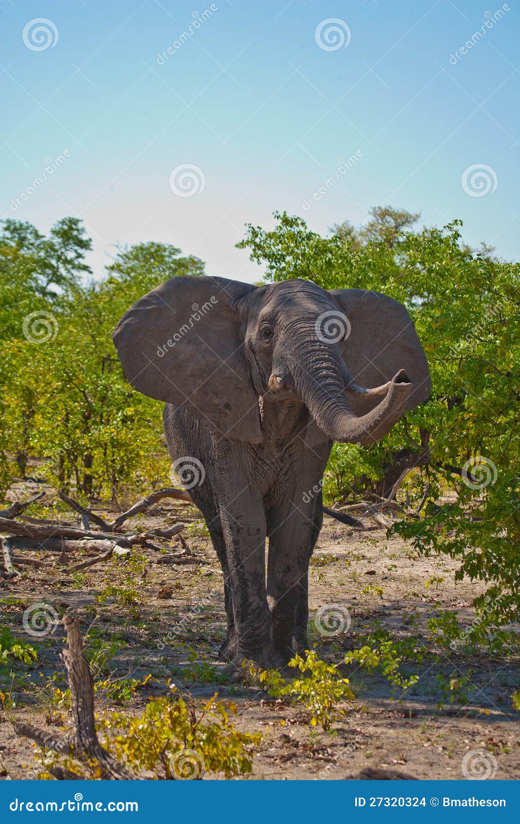 African Elephant Sham Charge Stock Photo - Image of loxodonta, outdoor ...