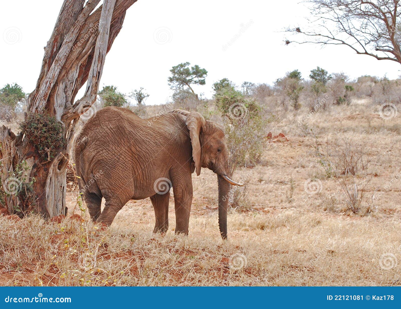 African Elephant Sheltering Under Tree Stock Image - Image of african ...