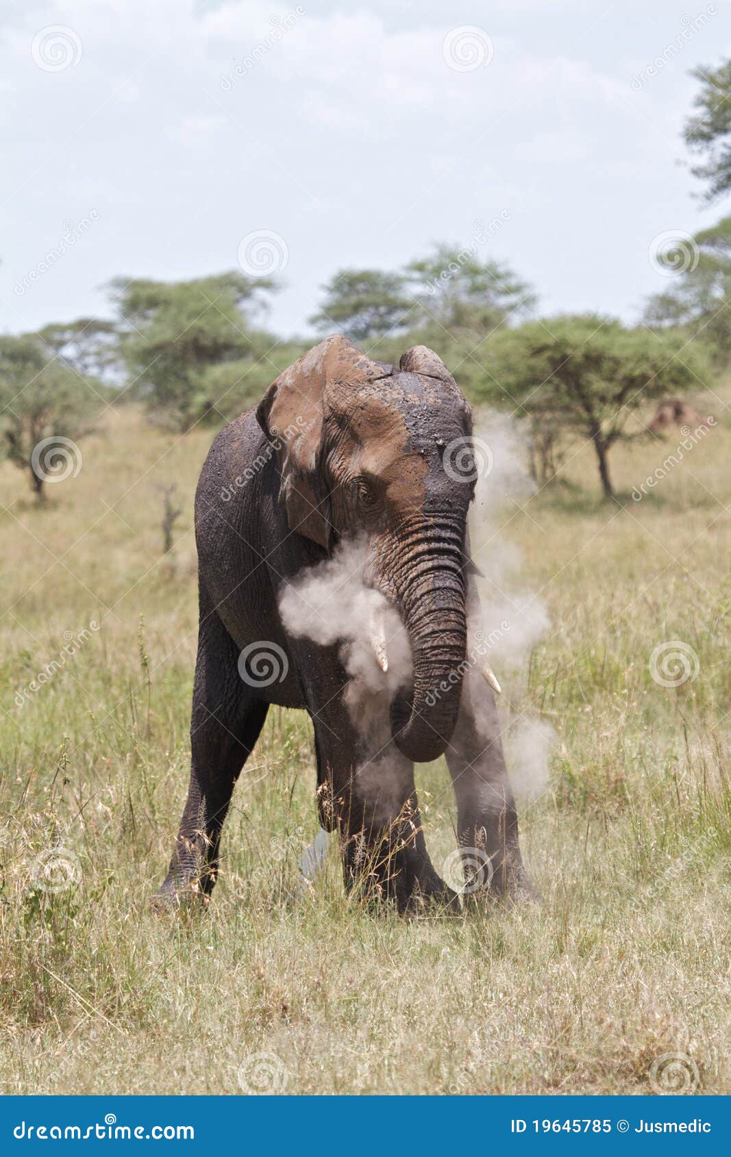 African Elephant Showing Power Stock Image - Image of nature, reserve ...