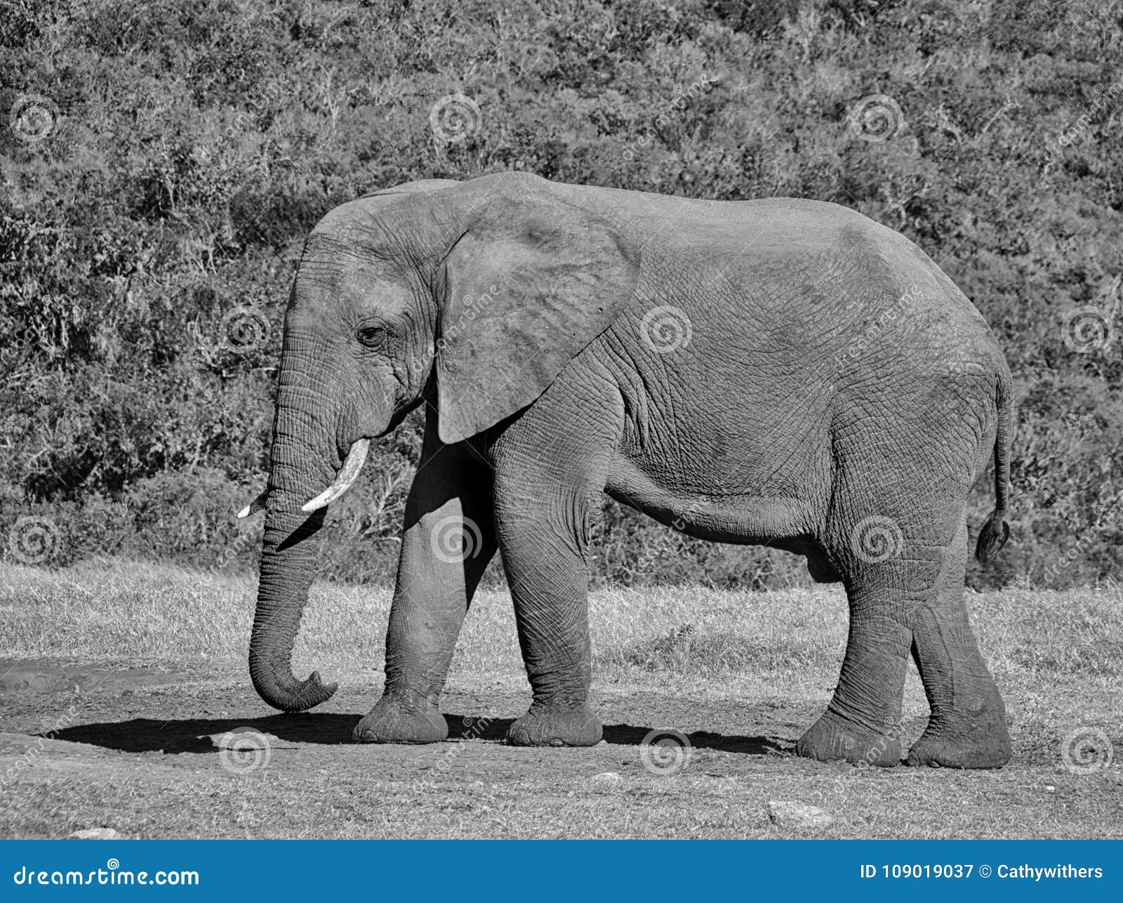 African Elephant side stock image. Image of elephant - 109019037