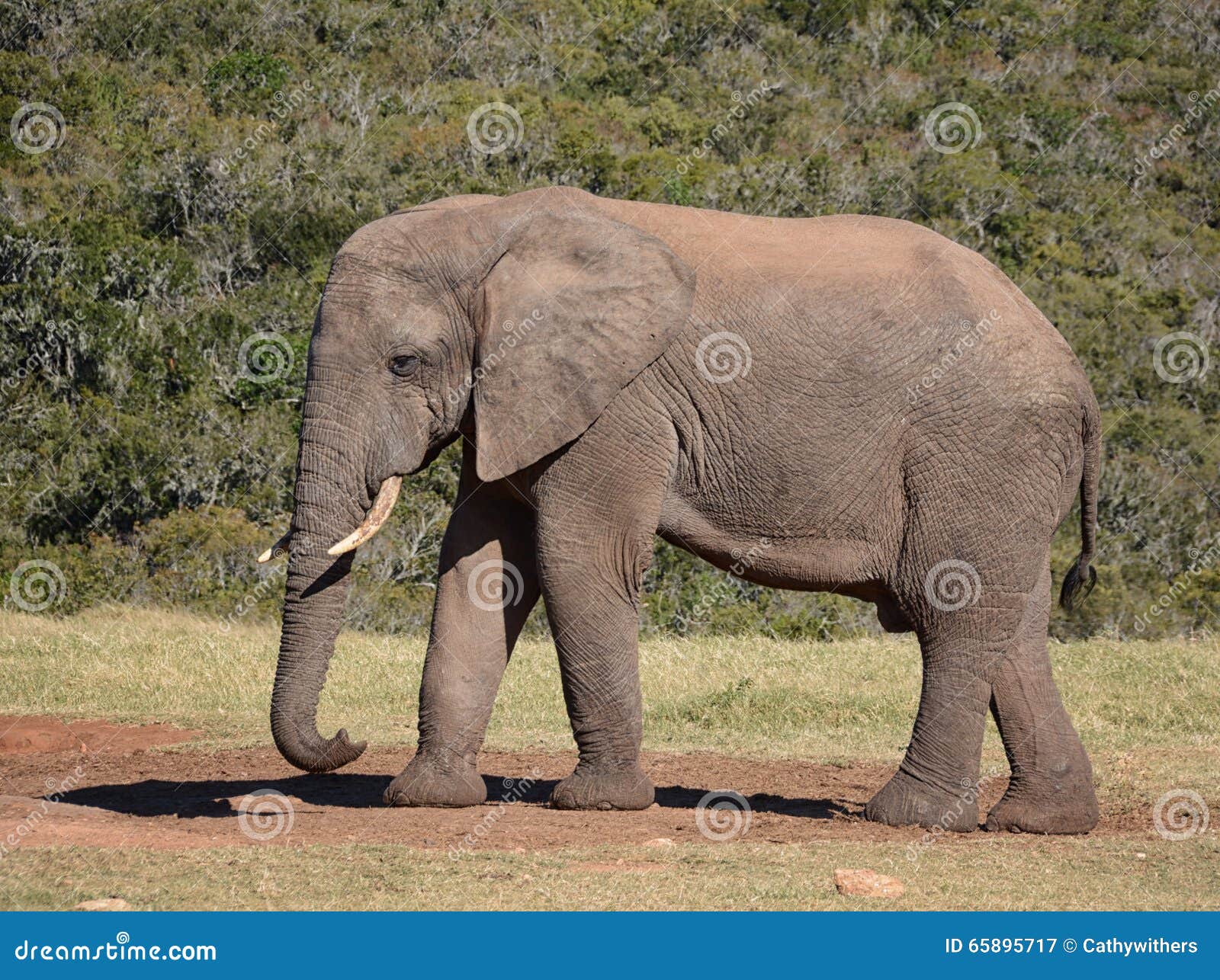 African Elephant side stock image. Image of wild, wildlife - 65895717