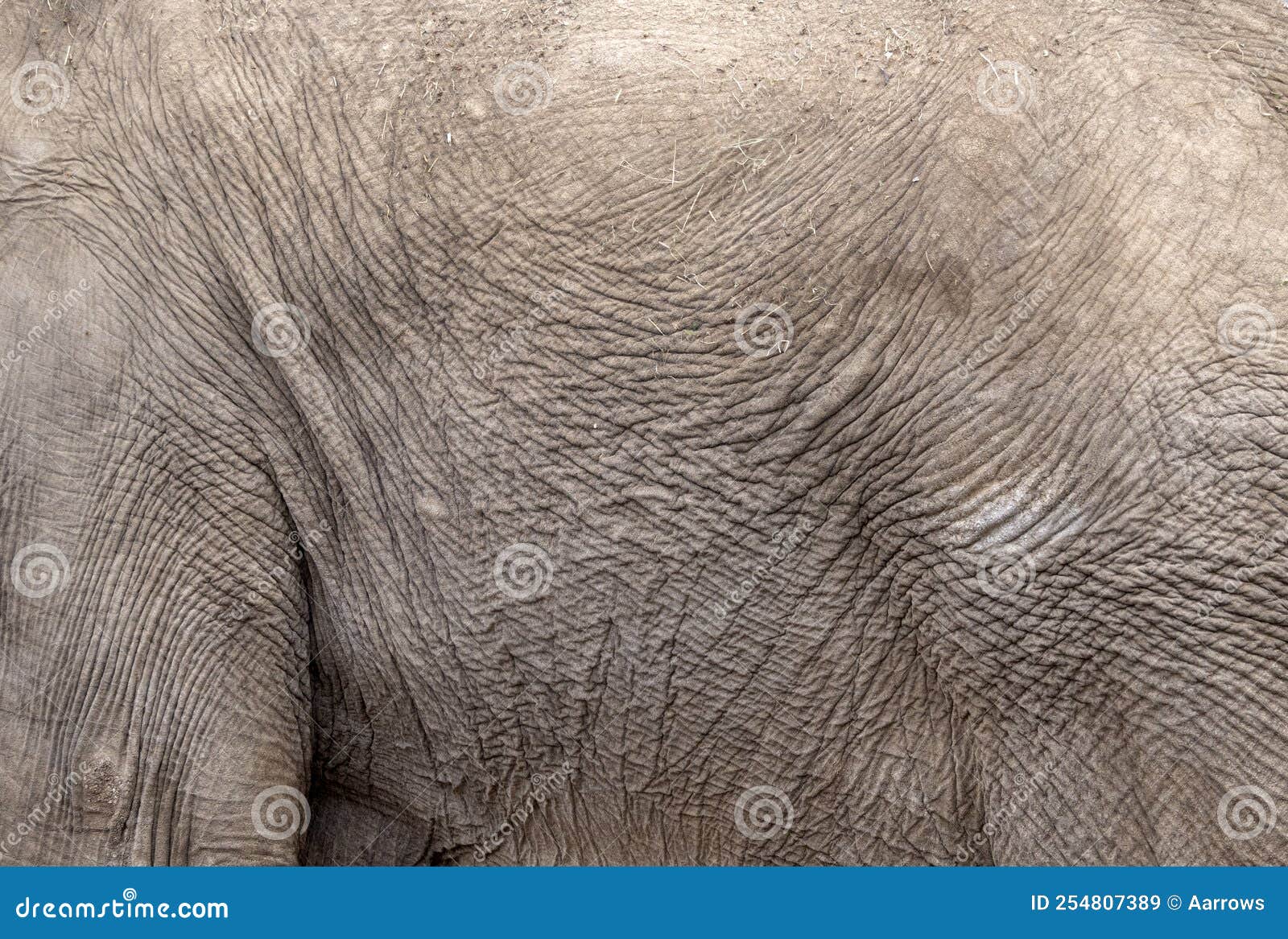 African Elephant Skin Background on the Side of His Belly Stock Image ...