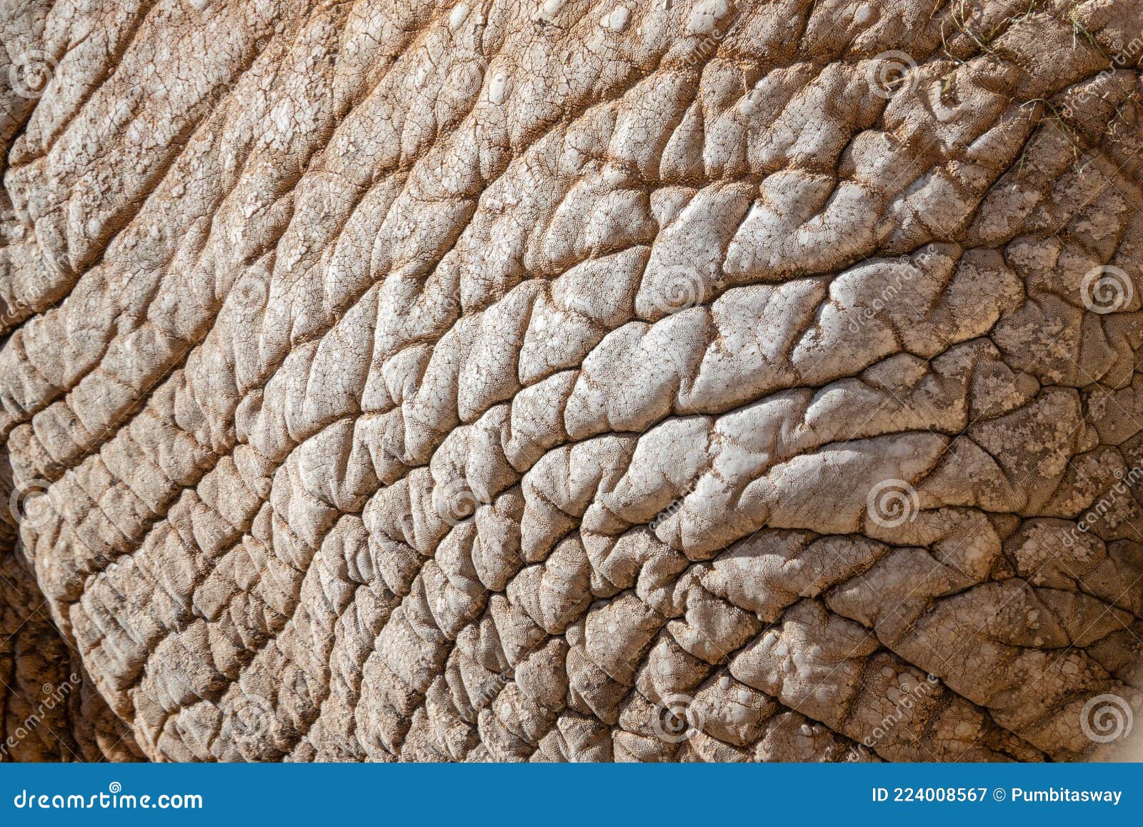African Elephant Skin Texture Pattern Abstract Organic Shapes Stock ...