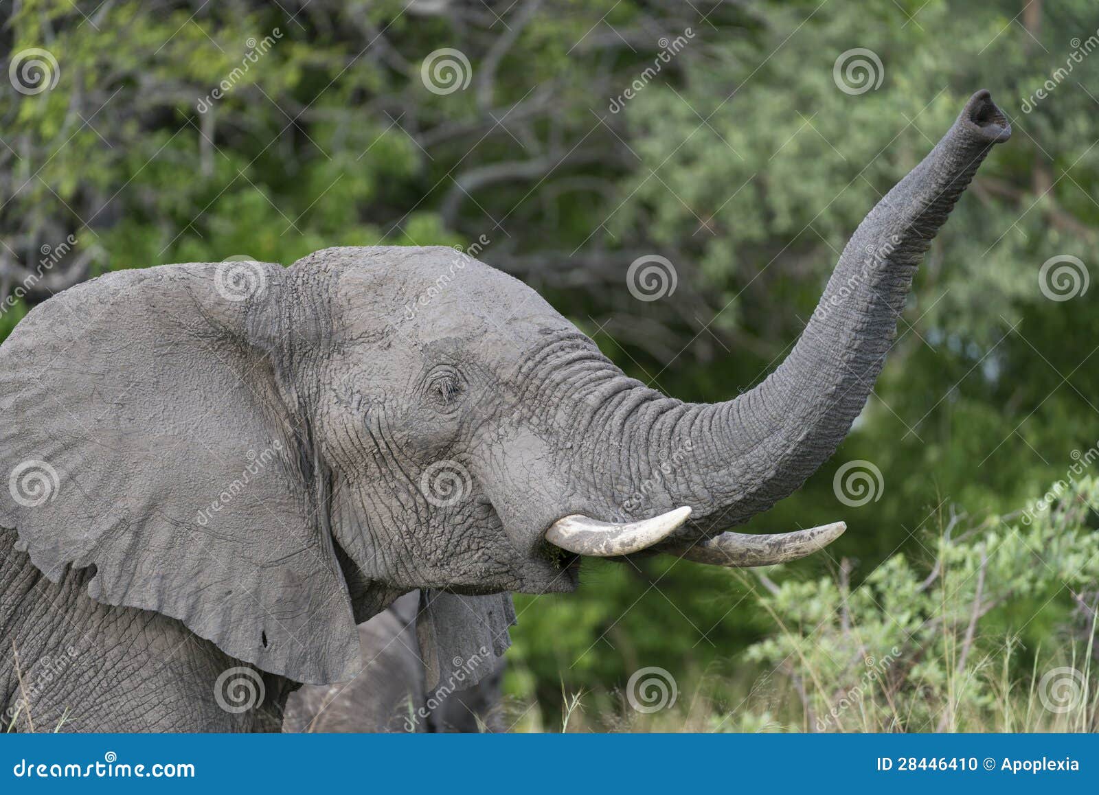 African Elephant Sniffing the Air Stock Photo - Image of bush, delta ...
