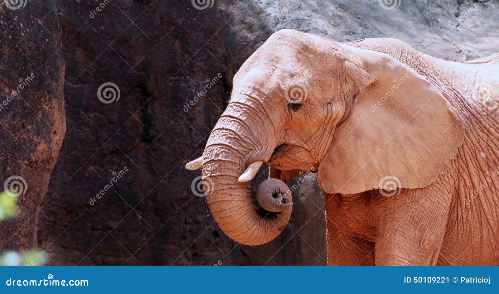 African Elephant with Space for Copy Stock Image - Image of nature ...