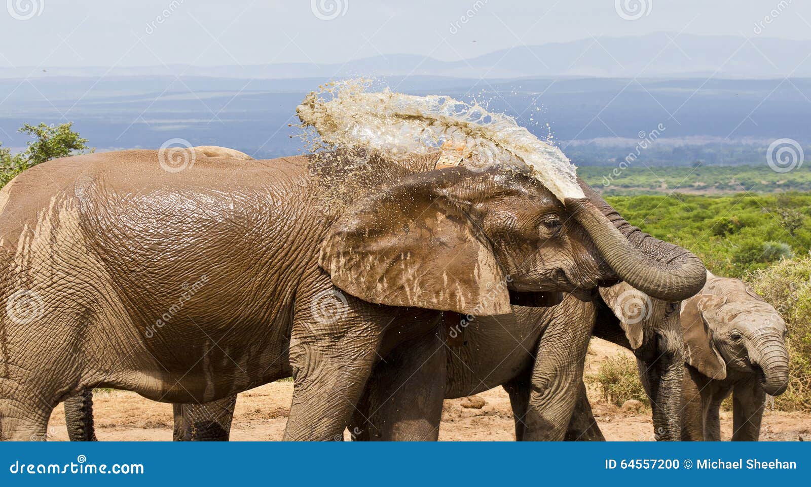 Elephant Spraying Water