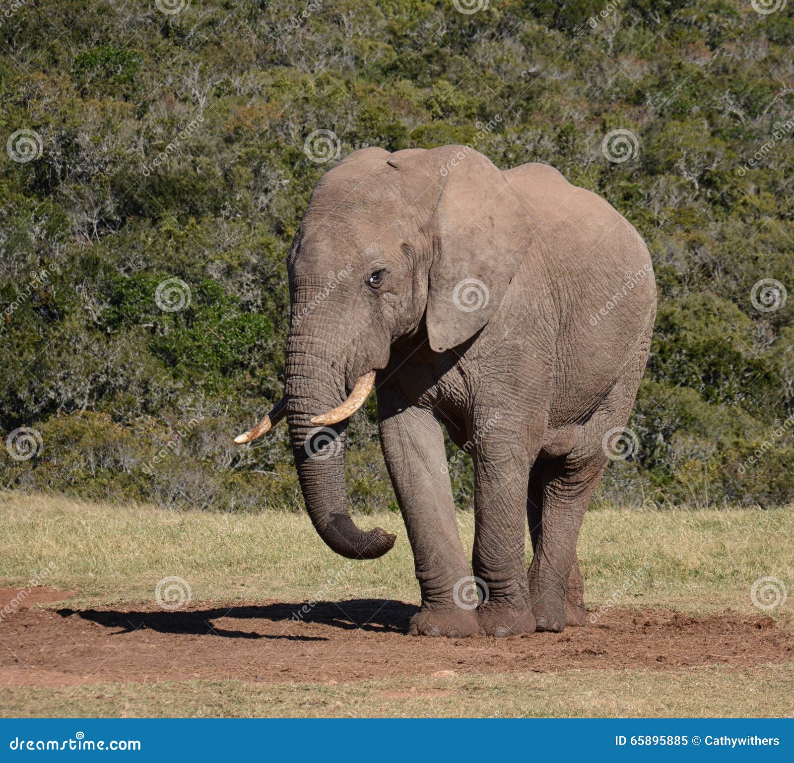 African Elephant standing stock image. Image of africana - 65895885