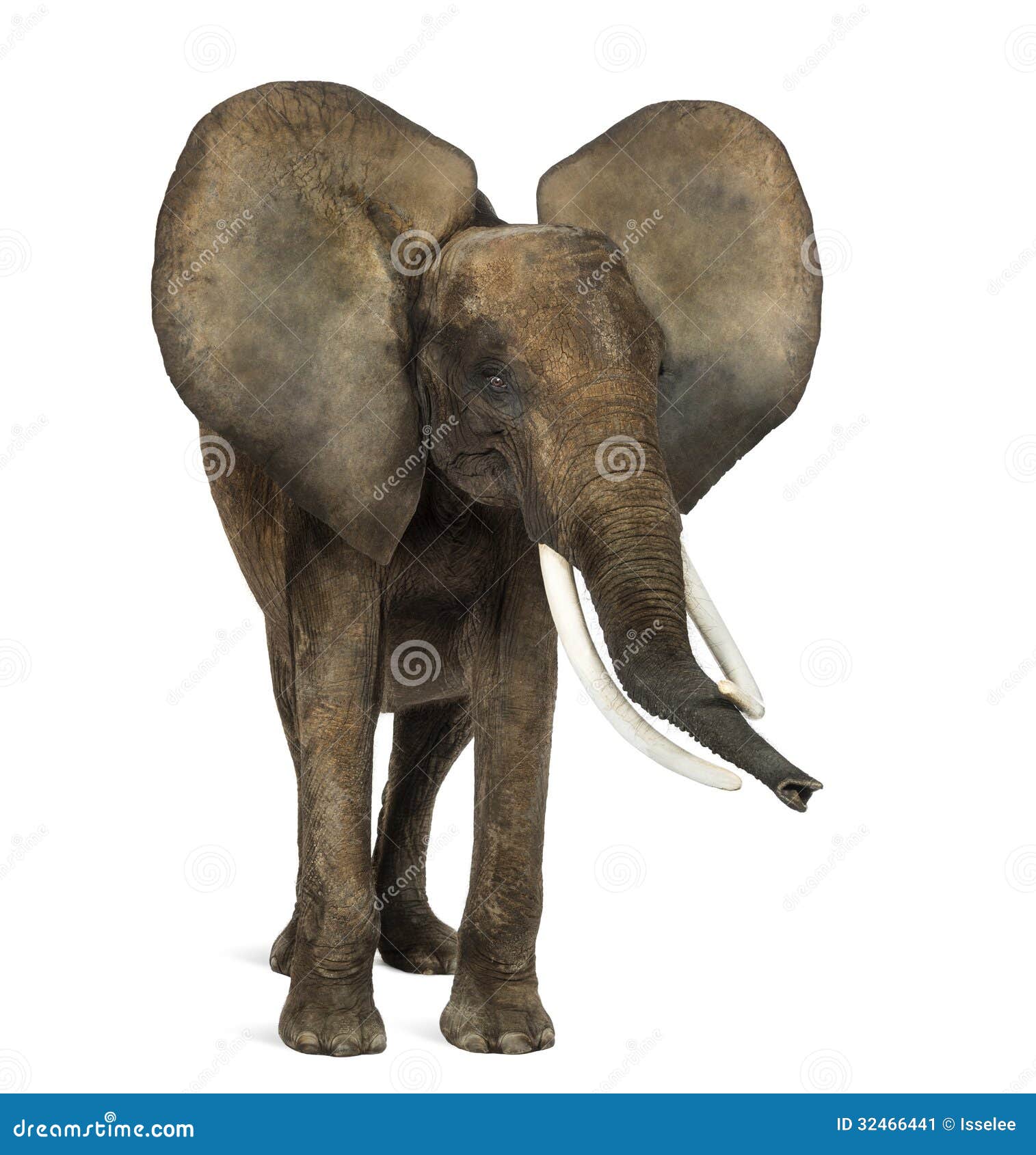 African Elephant Standing, Ears Up, Isolated Stock Image - Image of ...