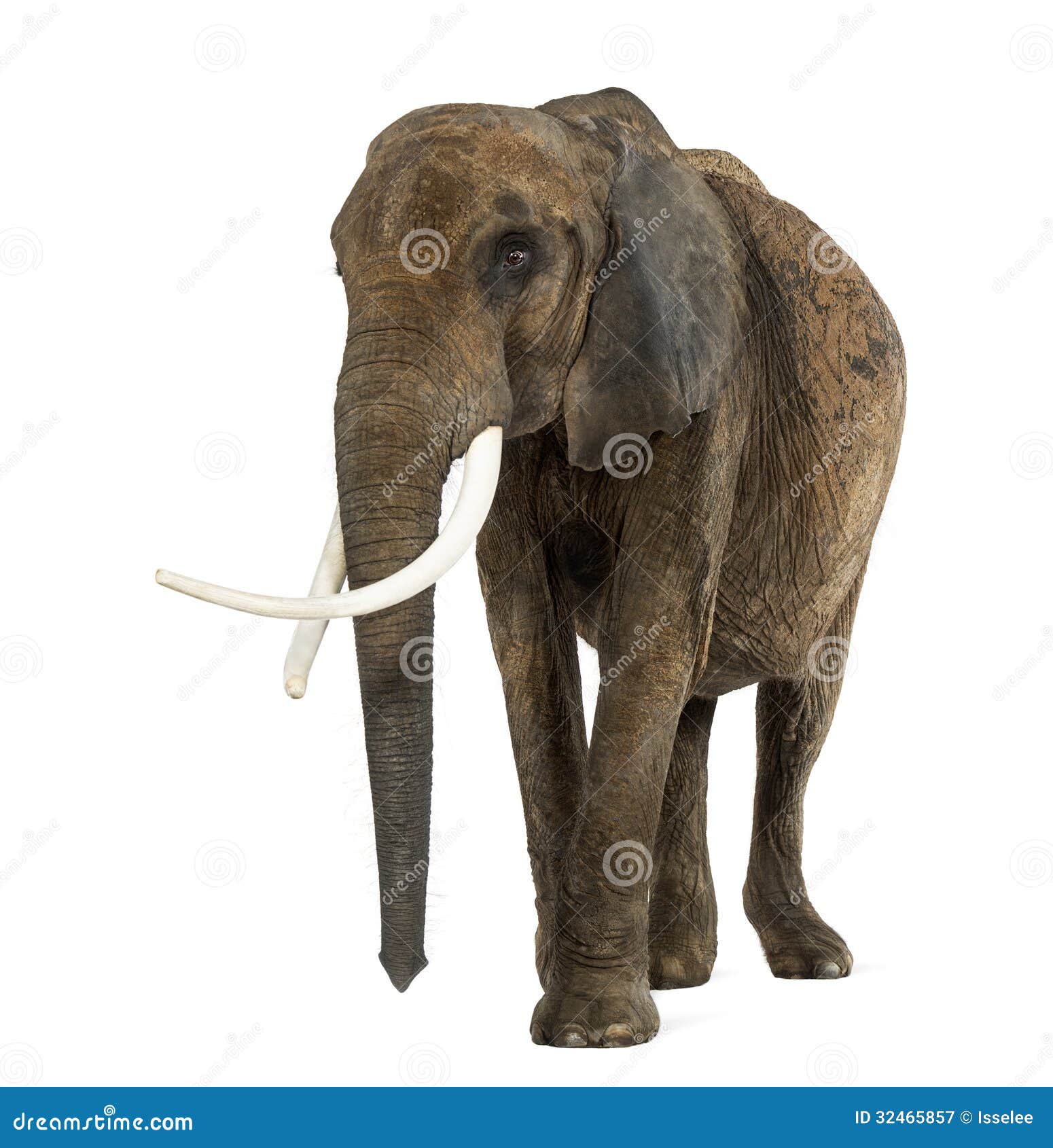 African Elephant Standing, Isolate Stock Image - Image of studio ...