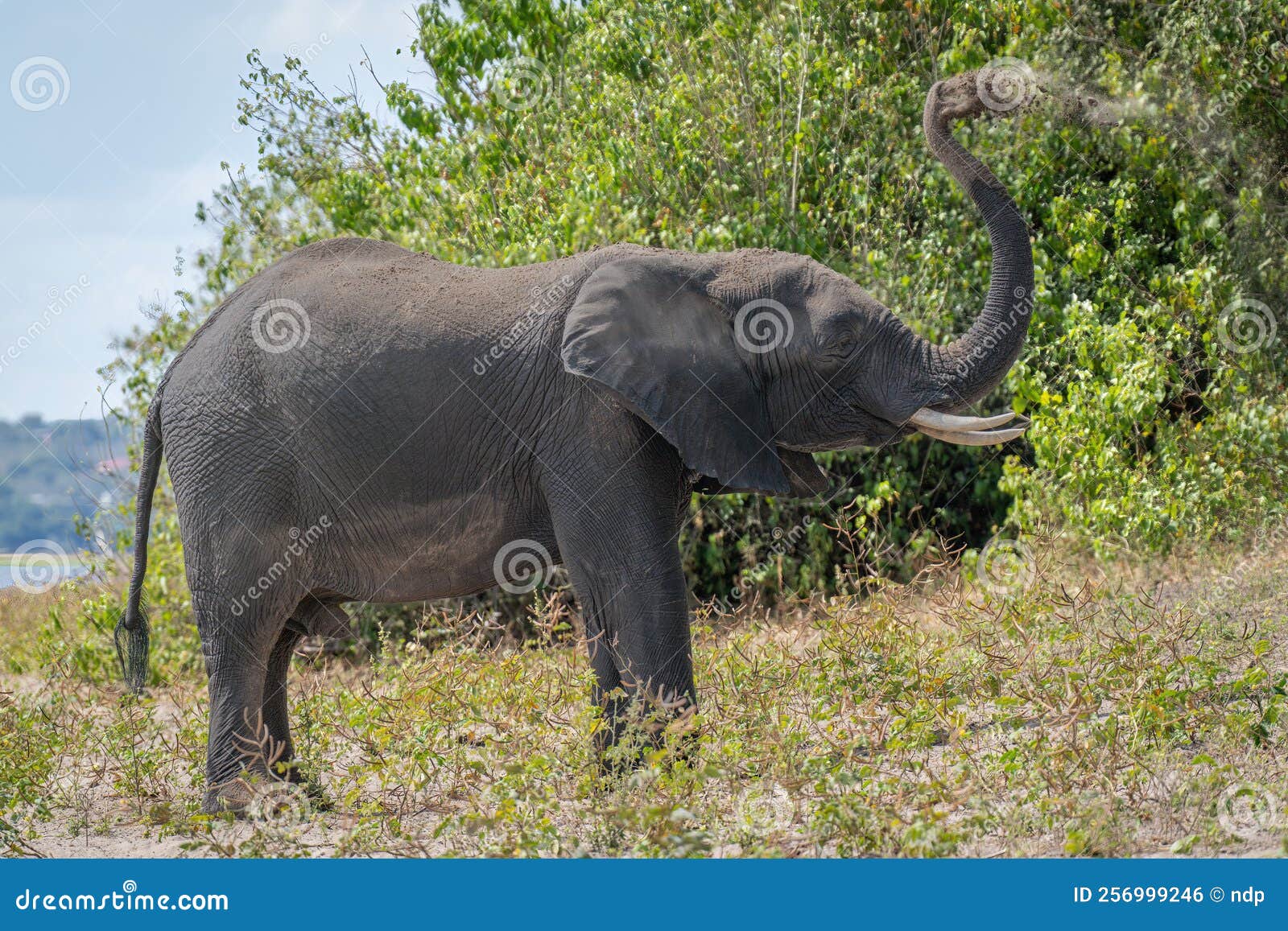 African Elephant Standing on Riverbank Spraying Dust Stock Photo ...