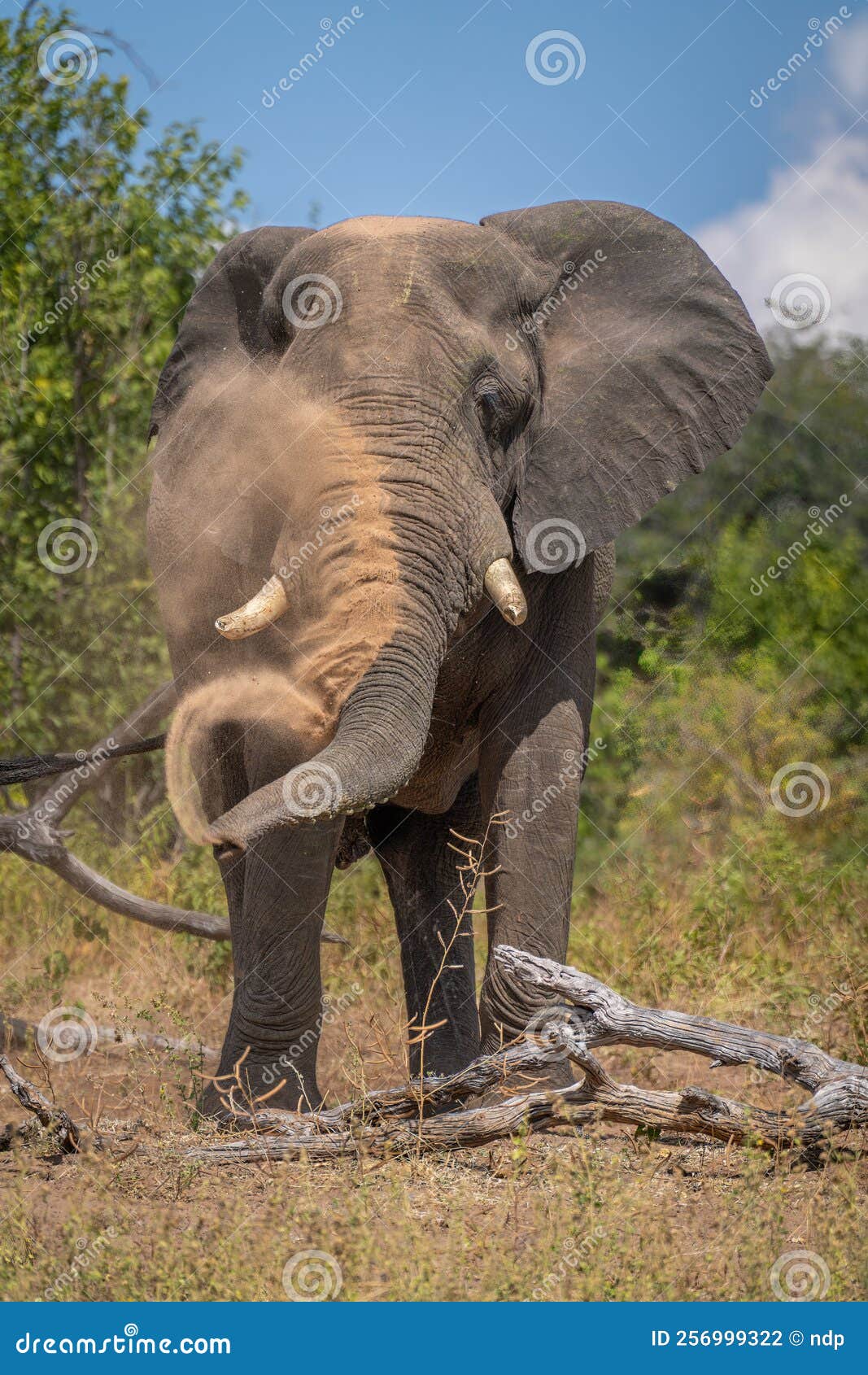 African Elephant Stands Behind Log Throwing Dust Stock Photo - Image of ...
