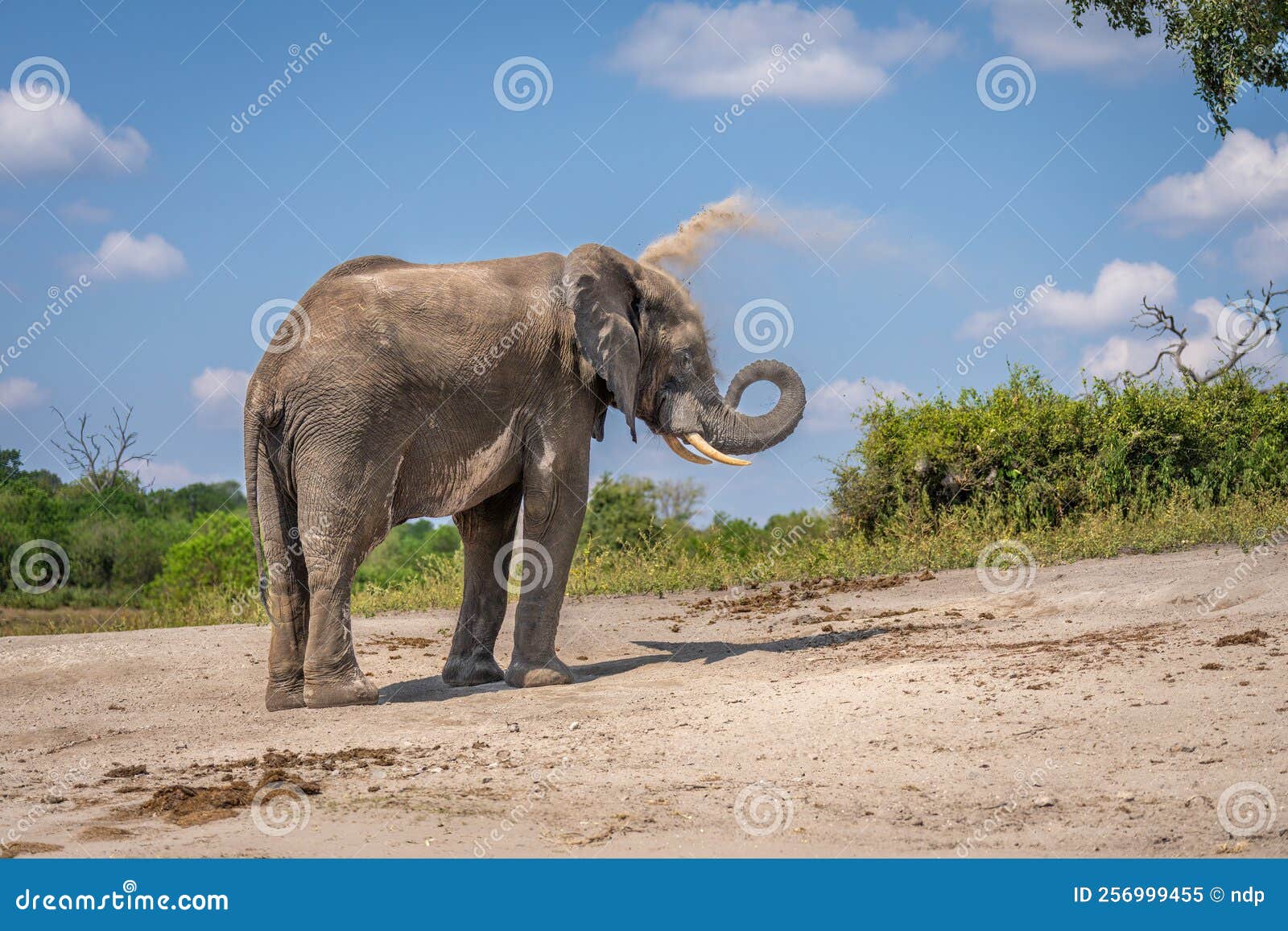 African Elephant Stands Curling Trunk Throwing Dust Stock Image - Image ...