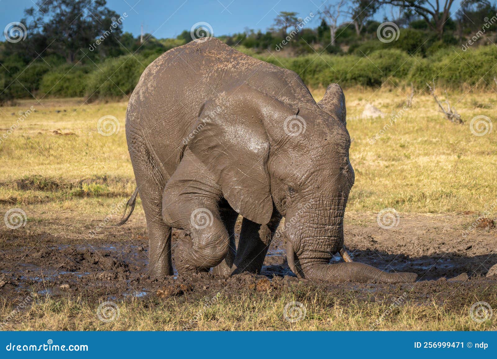 African Elephant Stands Digging Hole with Tusks Stock Image - Image of ...