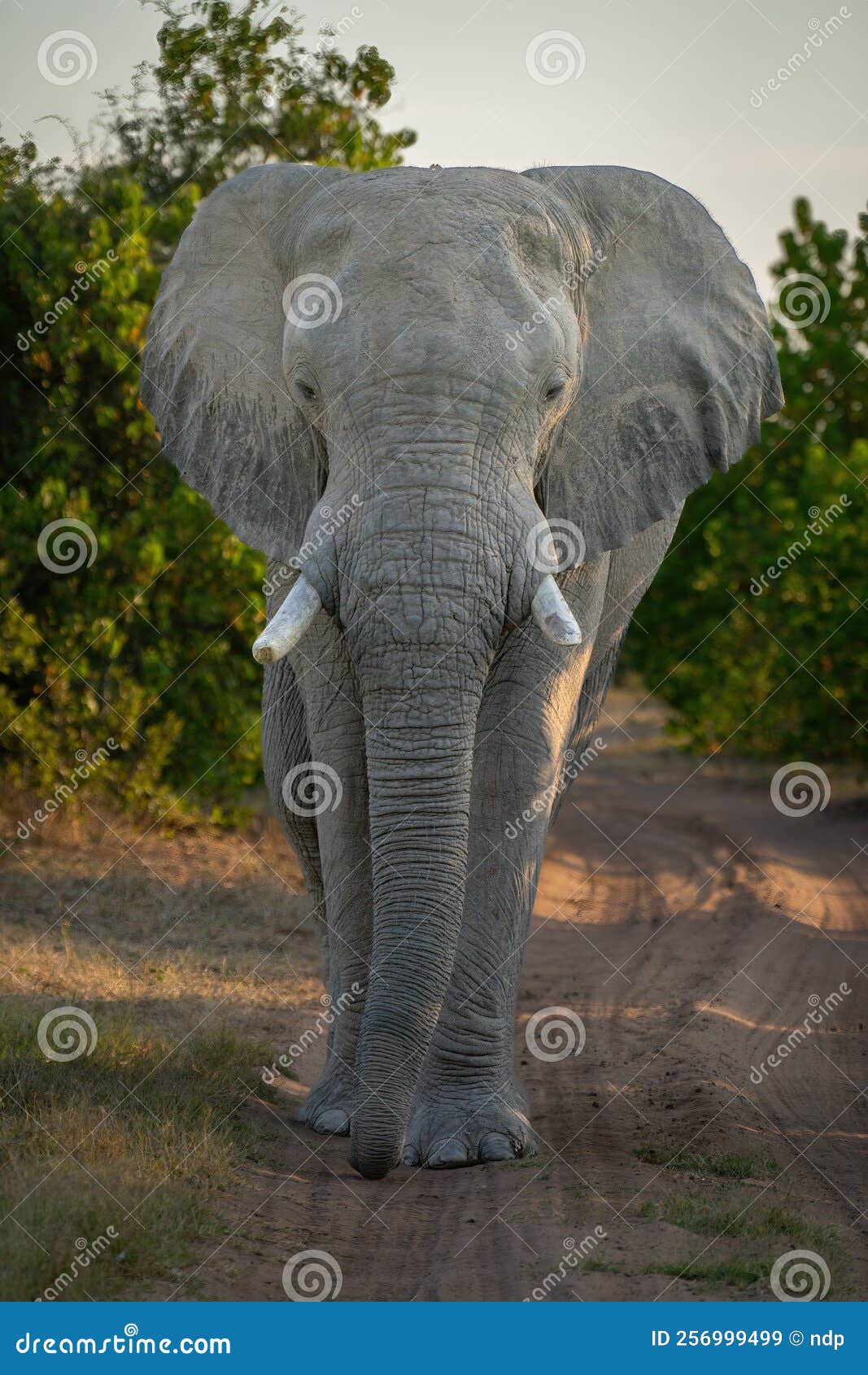 African Elephant Stands Facing Camera on Track Stock Image - Image of ...