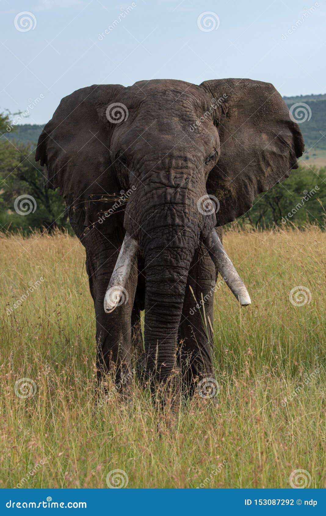 African Elephant Stands Facing Directly Towards Camera Stock Photo ...