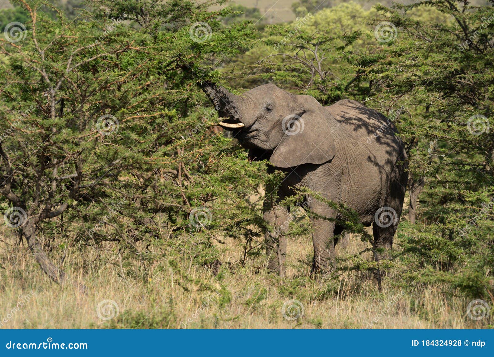 African Elephant Stands Lifting Trunk in Bushes Stock Photo - Image of ...