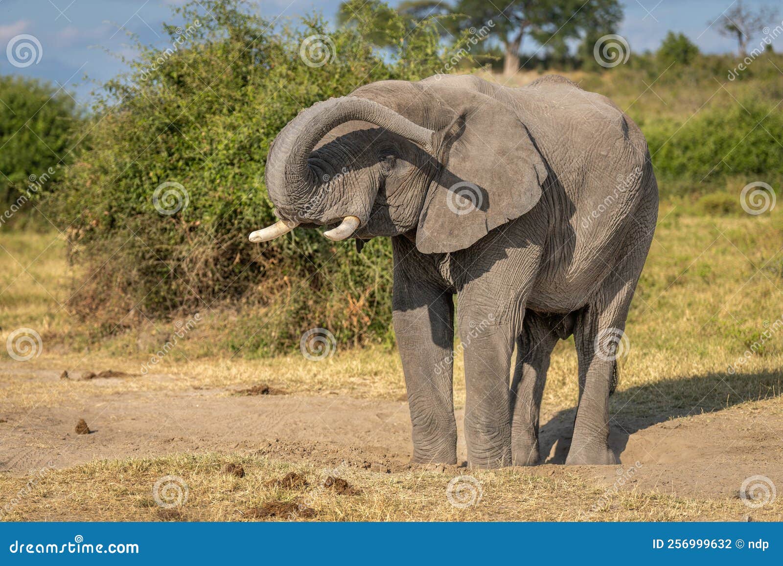 African Elephant Stands Lifting Trunk Over Face Stock Photo - Image of ...