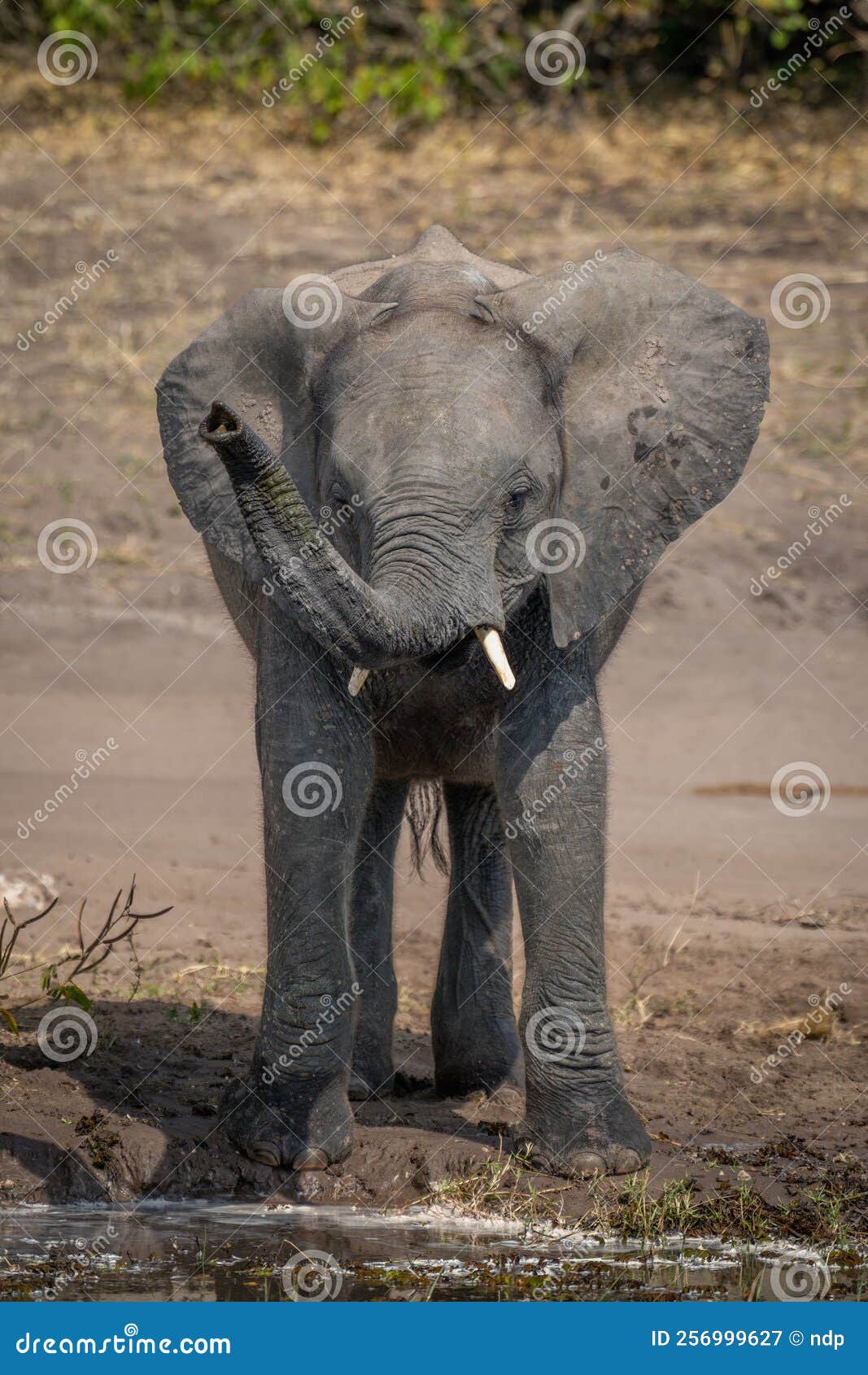 African Elephant Stands Lifting Trunk on Riverbank Stock Image - Image ...