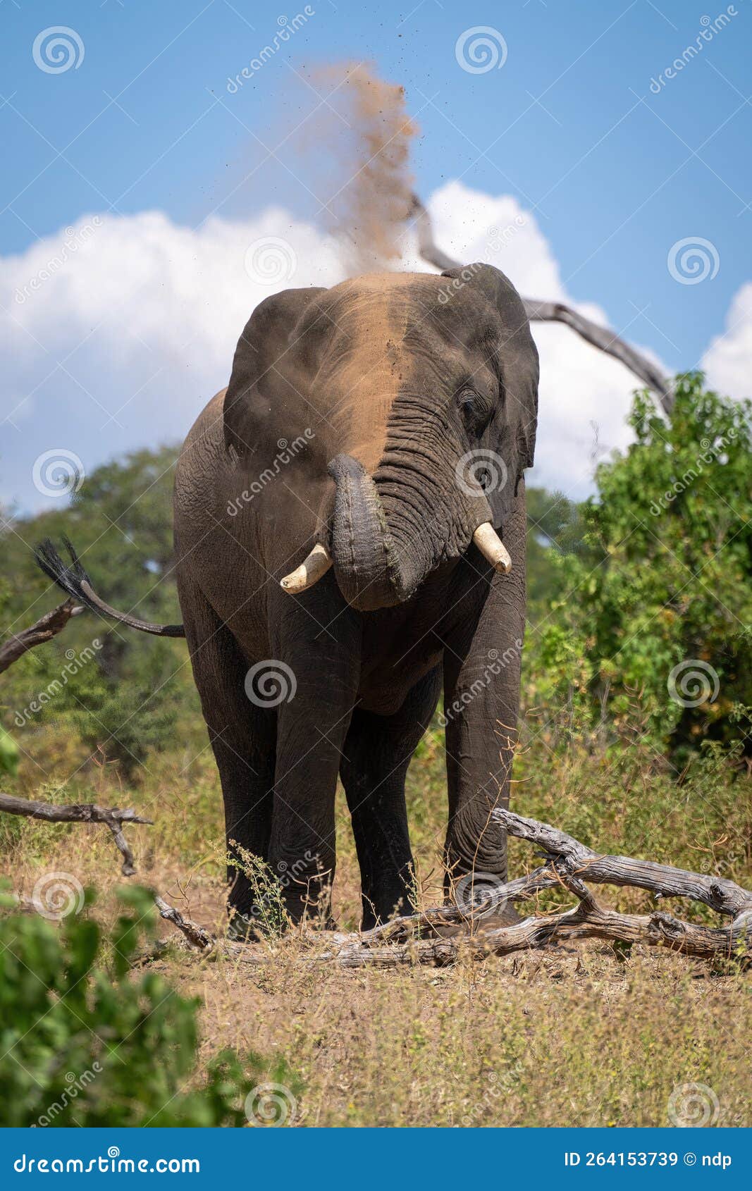 African Elephant Stands Over Log Blowing Earth Stock Image - Image of ...