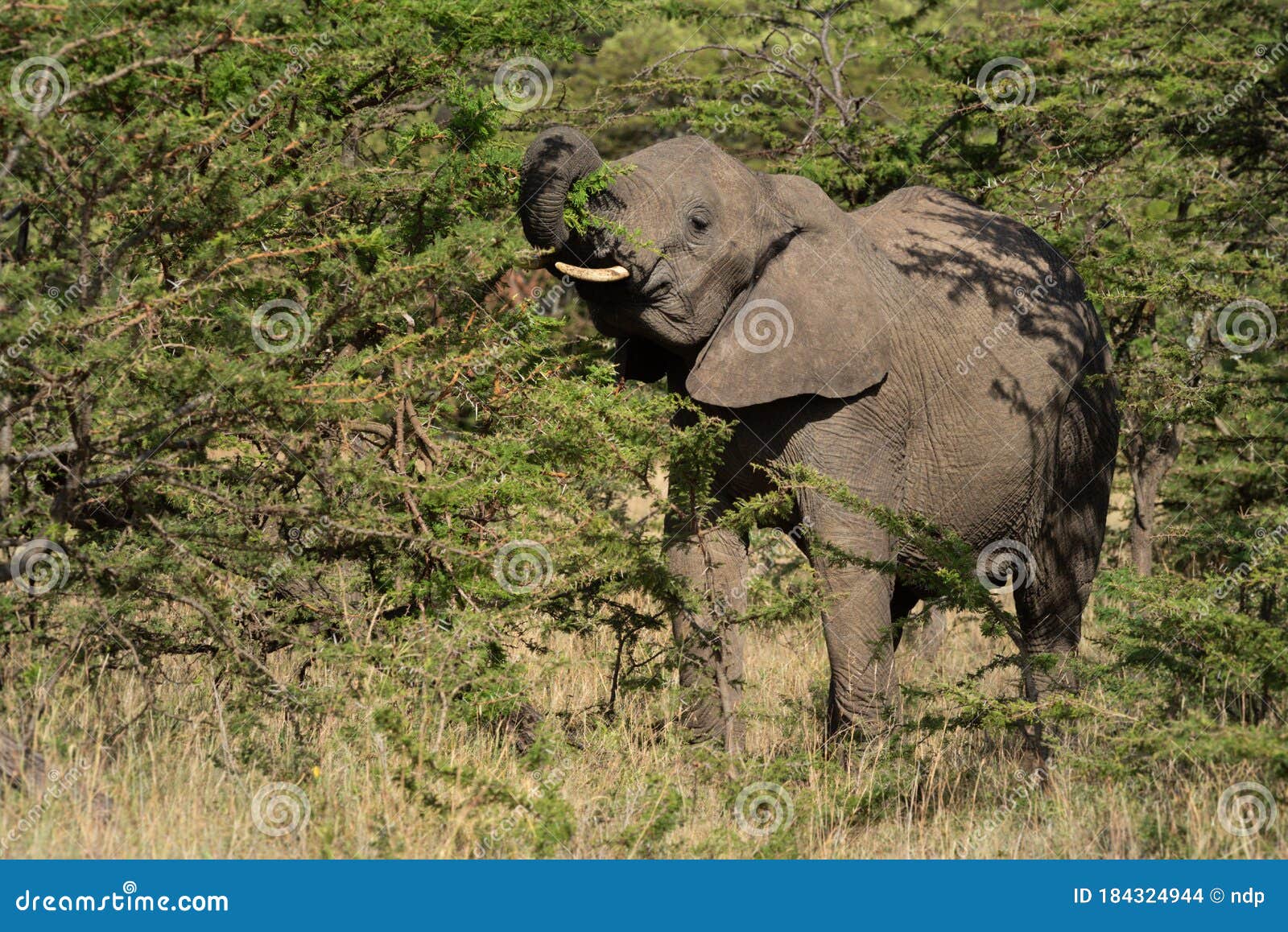 African Elephant Stands Raising Trunk in Bushes Stock Photo - Image of ...