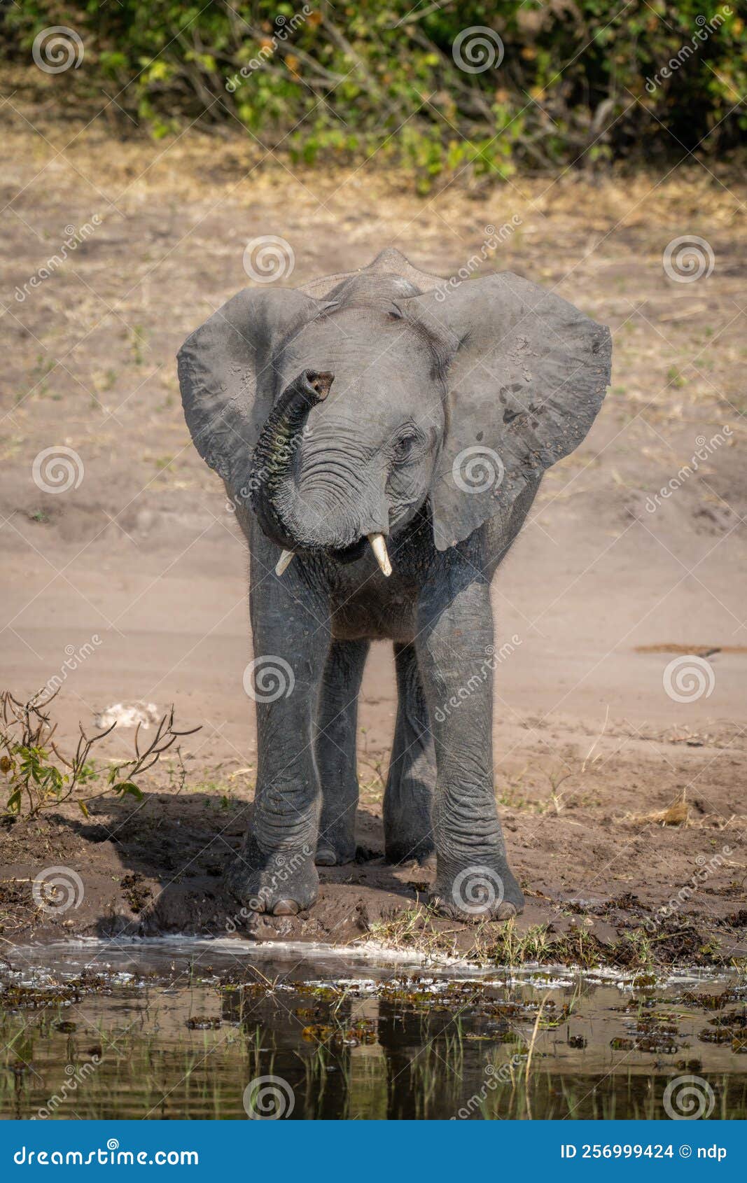 African Elephant Stands by River Lifting Trunk Stock Photo - Image of ...