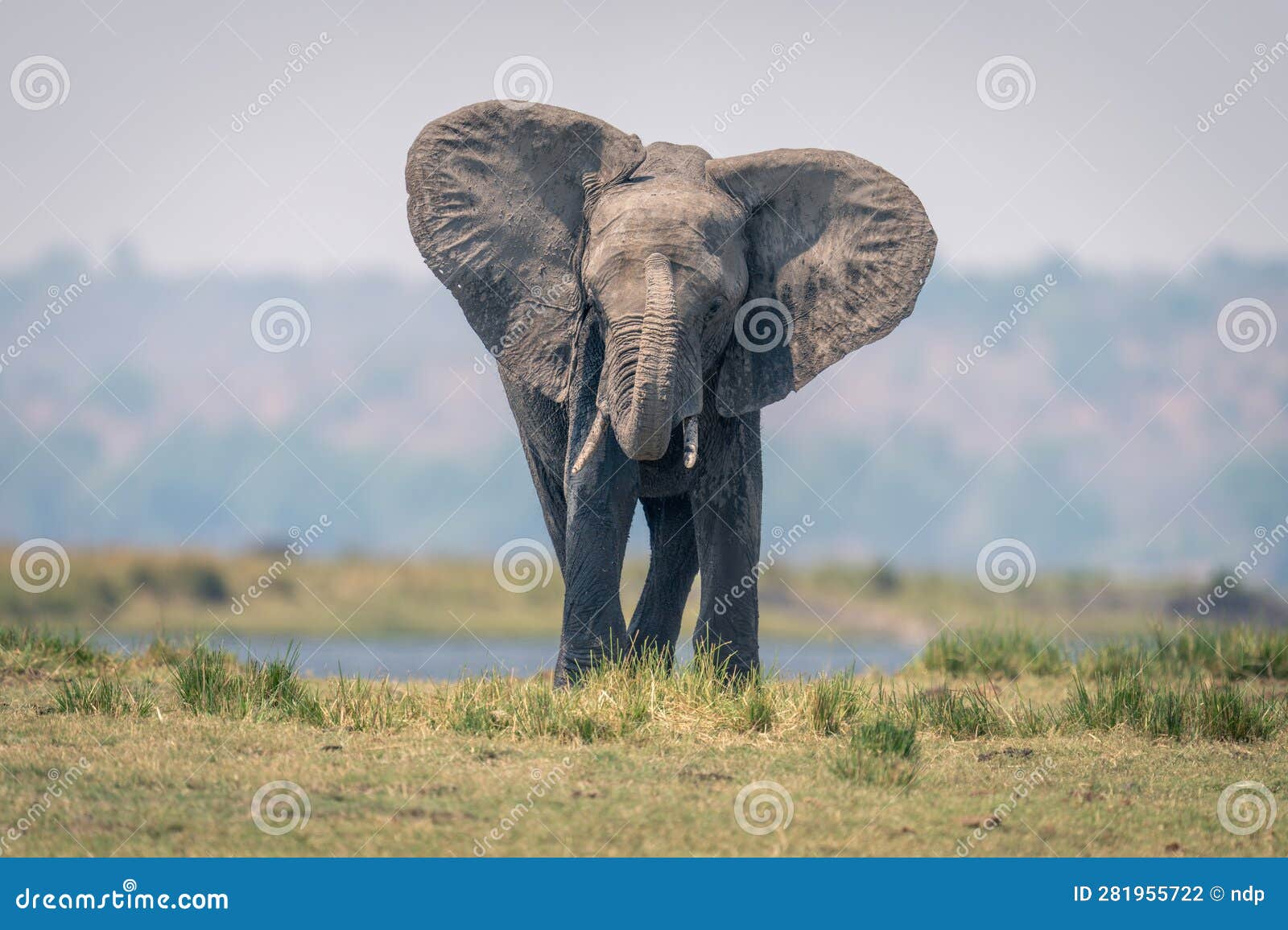 African Elephant Stands on Riverbank Raising Trunk Stock Photo - Image ...