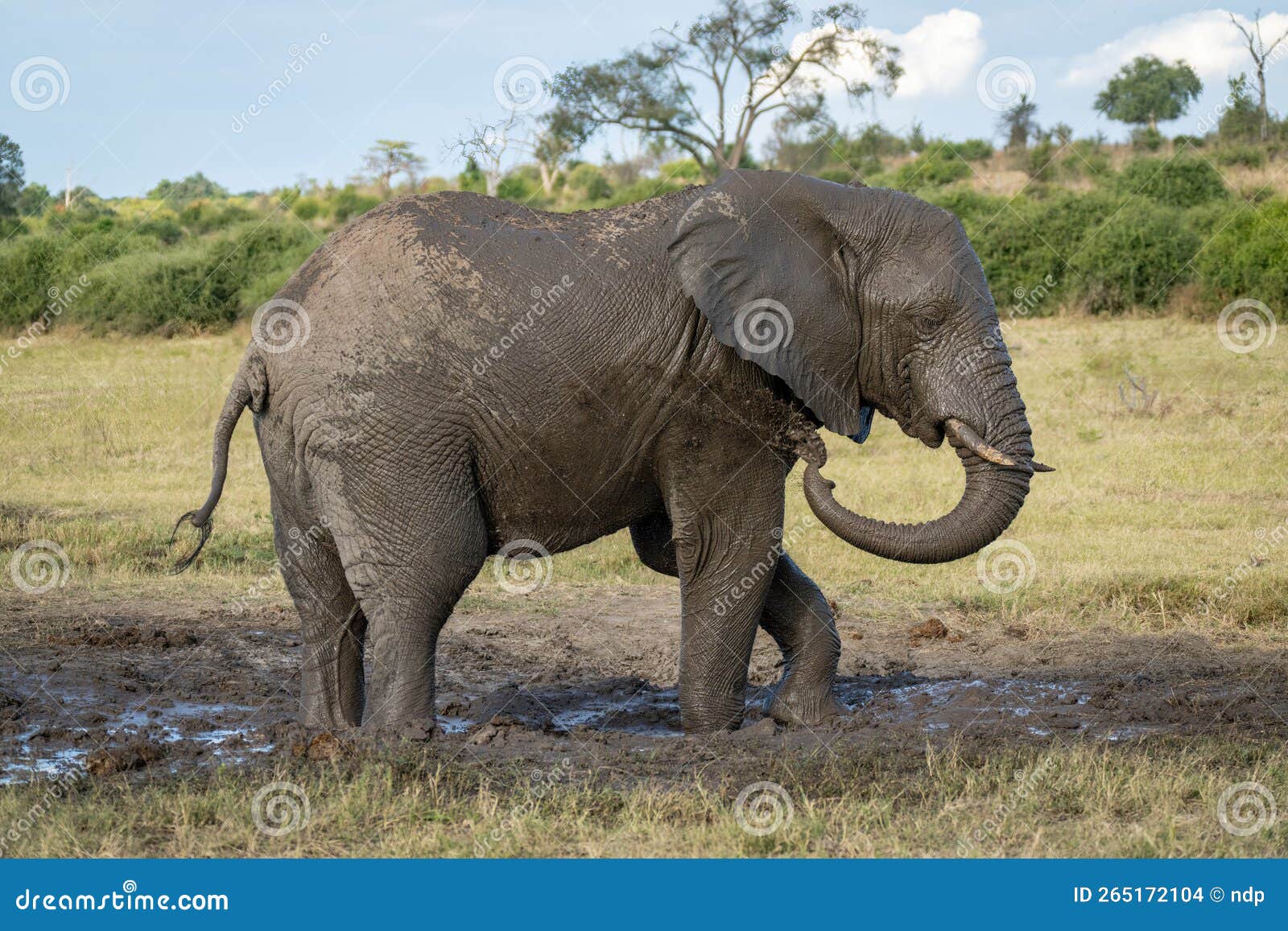 African Elephant Stands Splashing Mud Over Flank Stock Photo - Image of ...