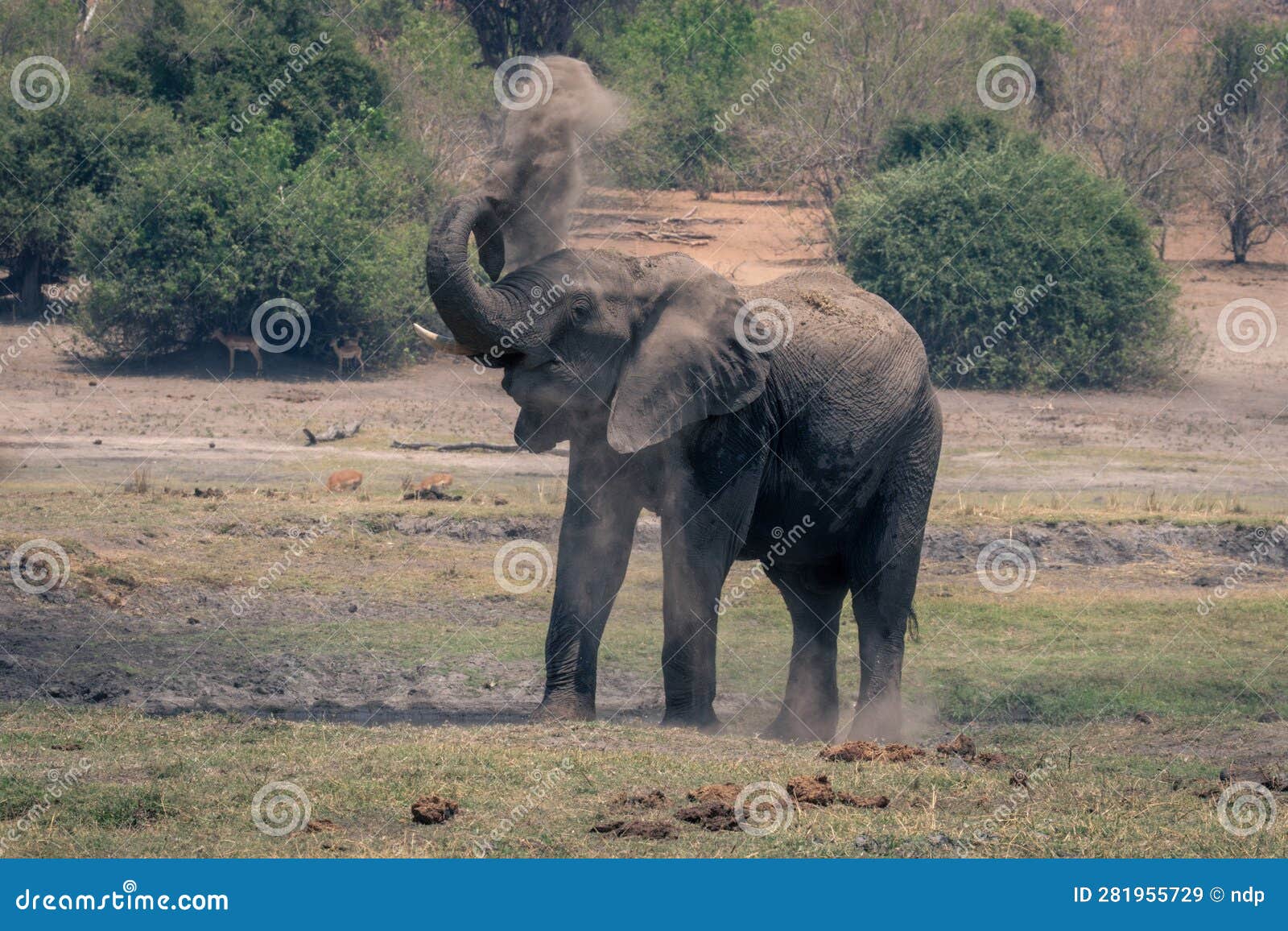 African Elephant Stands Throwing Dust Over Head Stock Image - Image of ...