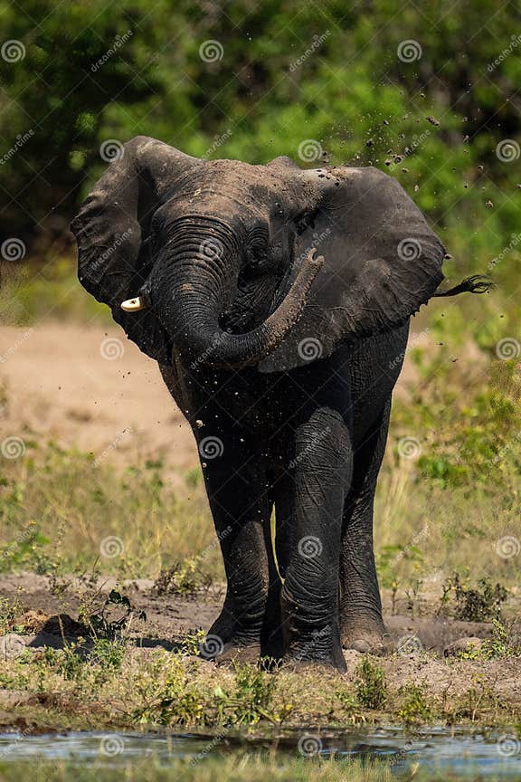 African Elephant Stands Throwing Mud Over Itself Stock Image - Image of ...