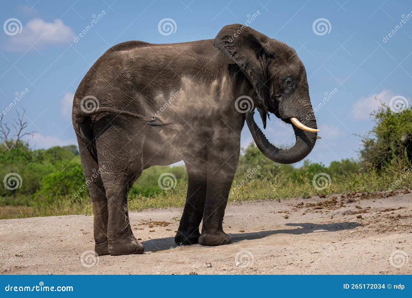 African Elephant Stands Throwing Sand Over Flank Stock Photo - Image of ...
