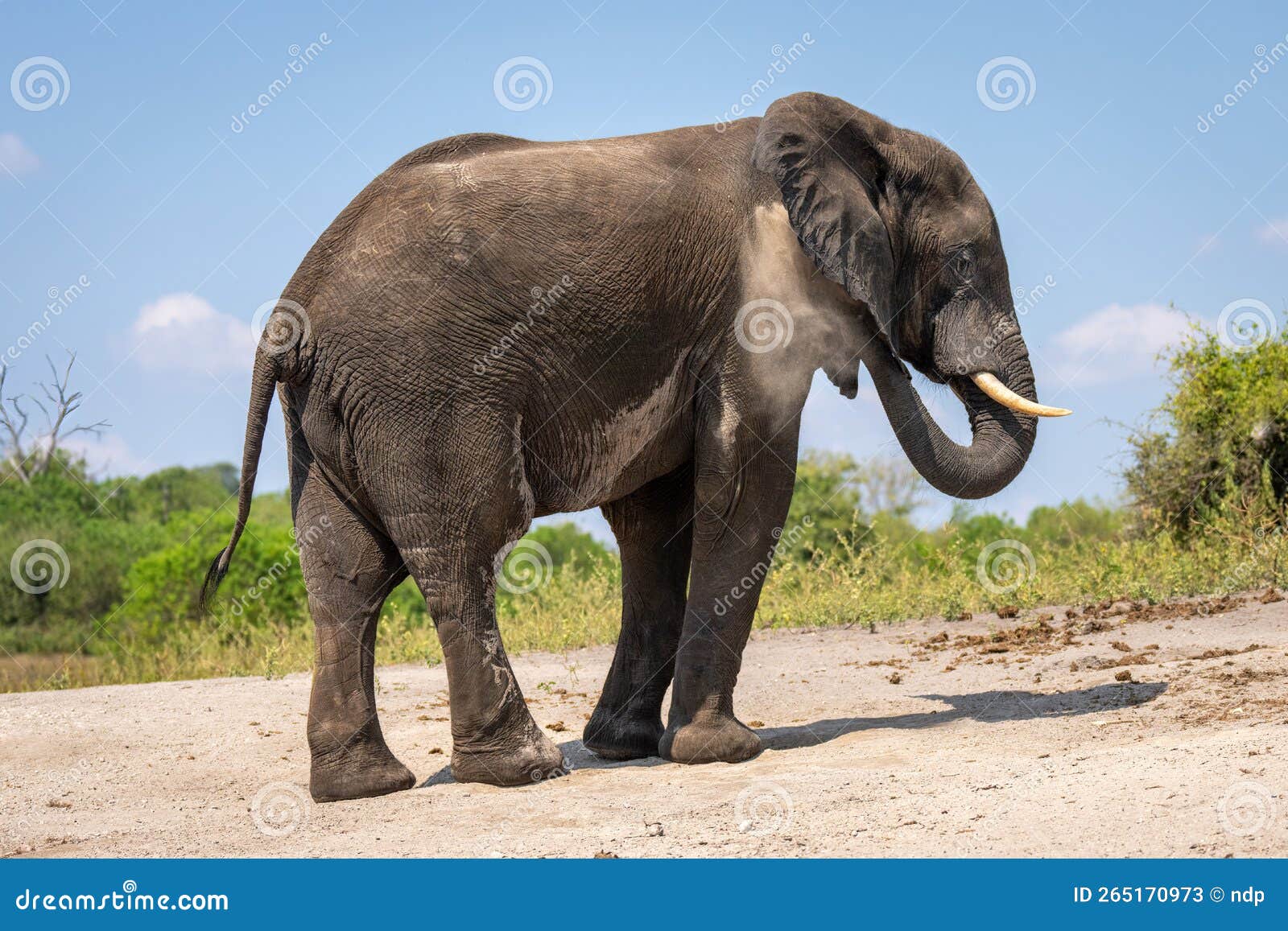 African Elephant Stands Throwing Sand Over Itself Stock Image - Image ...