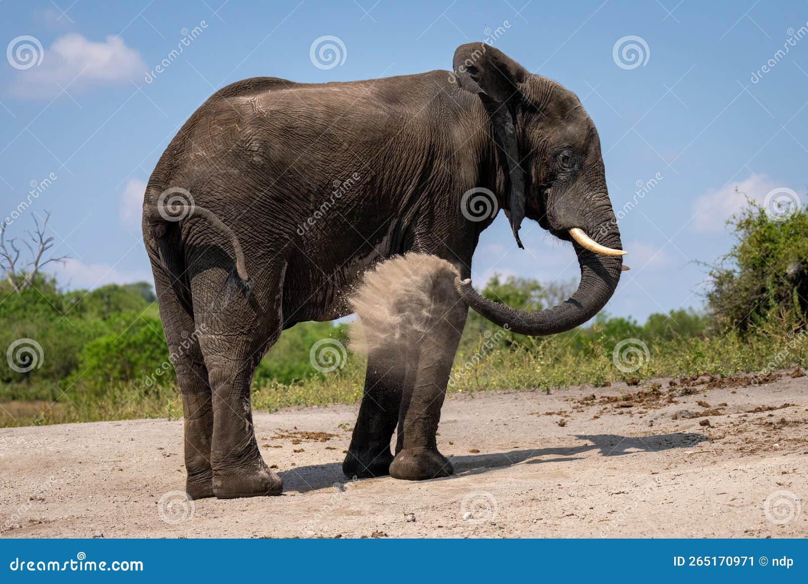 African Elephant Stands Throwing Sand from Trunk Stock Image - Image of ...