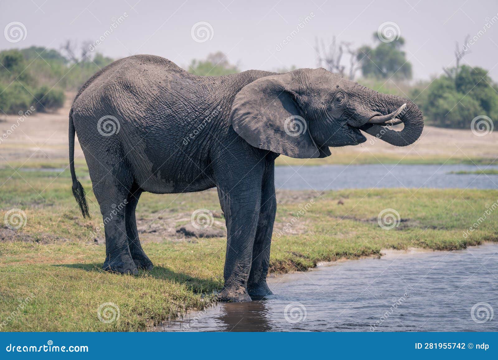 African Elephant Stands with Trunk To Mouth Stock Photo - Image of ...