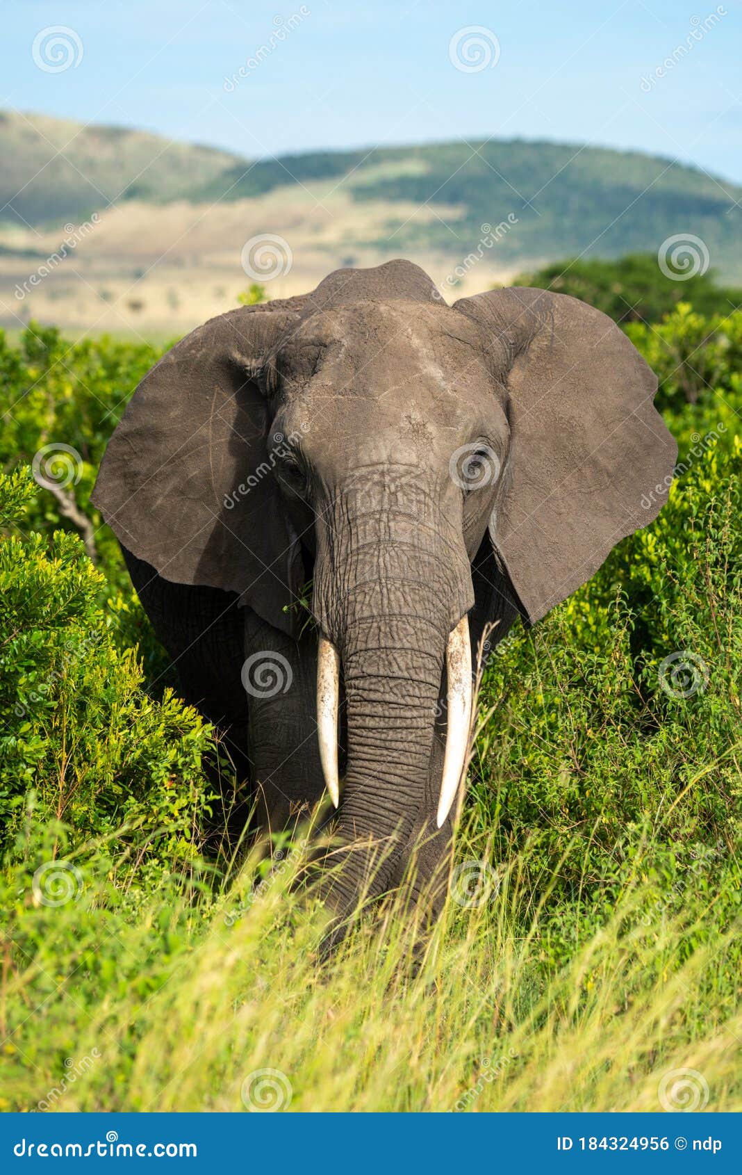 African Elephant Stands Watching Camera from Bushes Stock Photo - Image ...