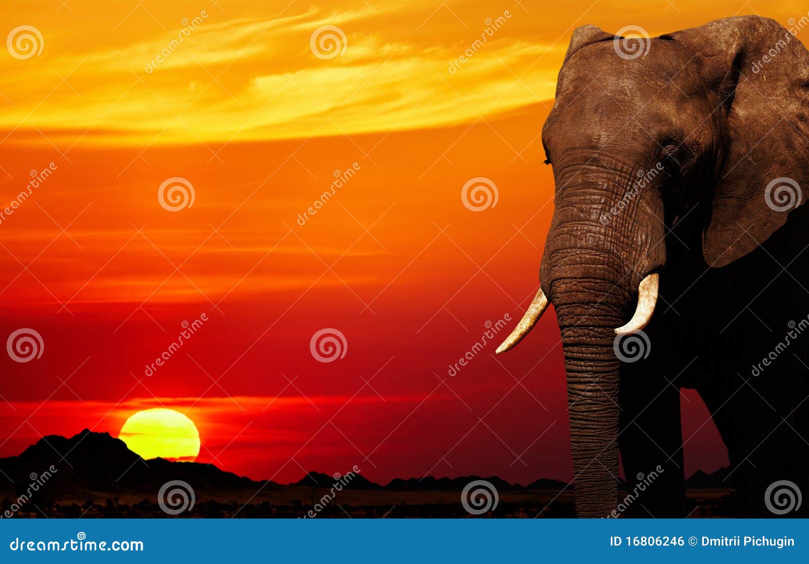 African elephant at sunset stock photo. Image of night - 16806246