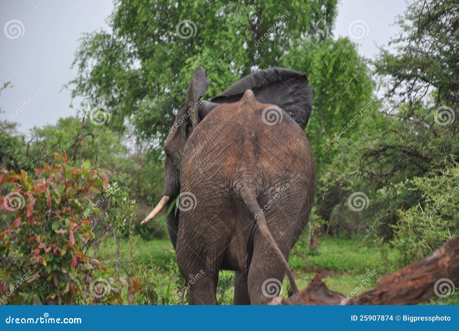 African Elephant Tail and Rear Backside Stock Photo - Image of wildlife ...